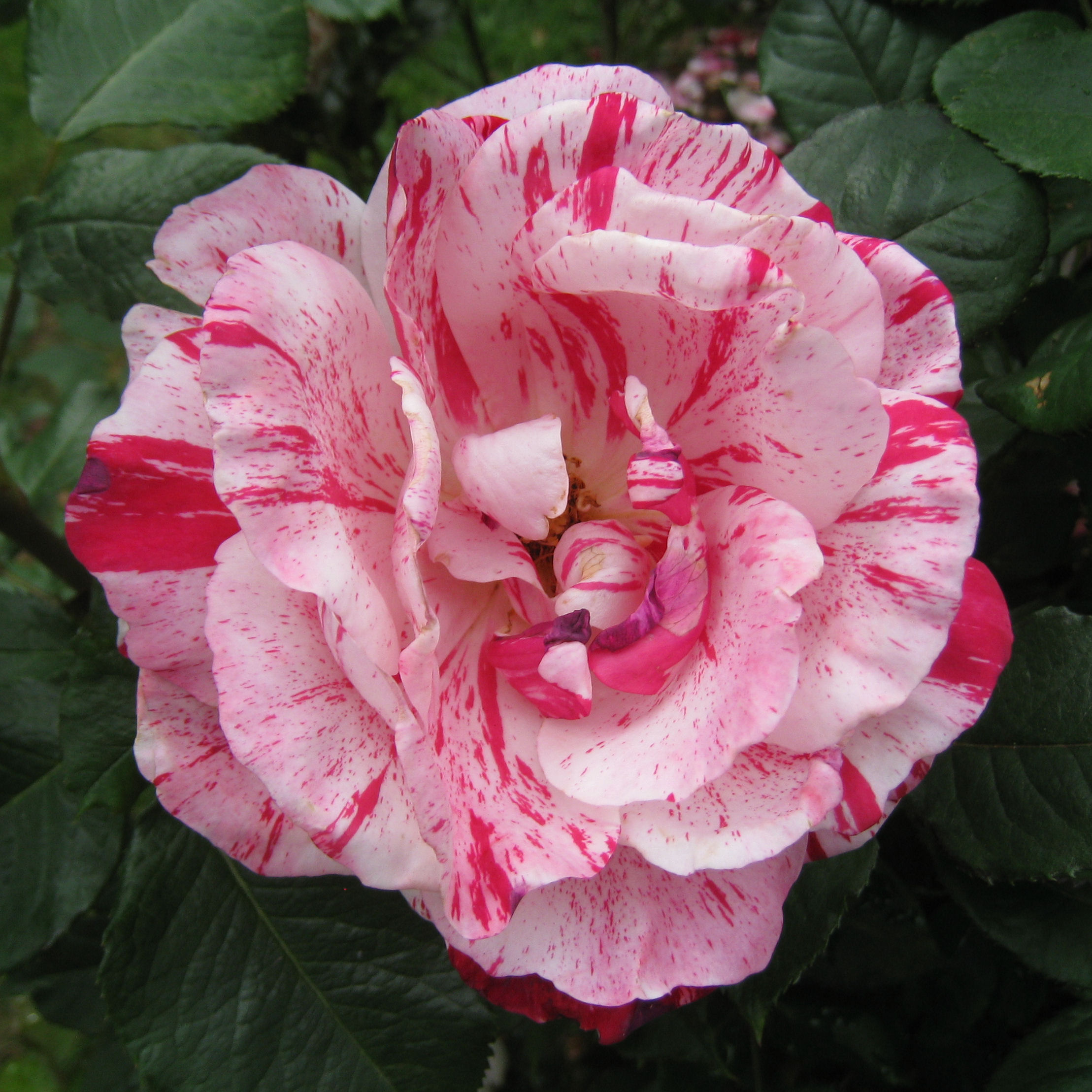 Rose 'Scentimental' : buy Rose 'Scentimental' / Rosa Scentimental