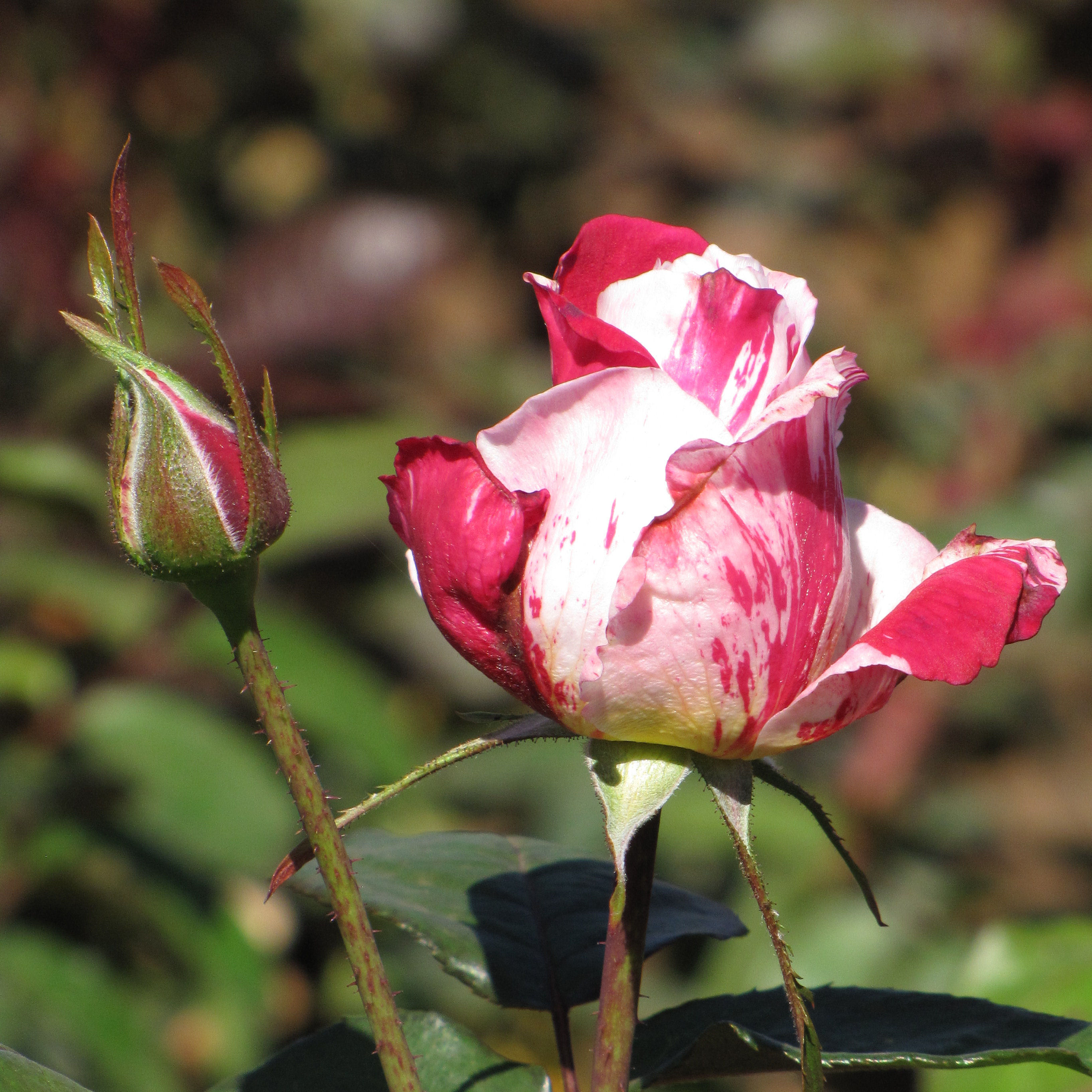 Rose 'Scentimental' : buy Rose 'Scentimental' / Rosa Scentimental