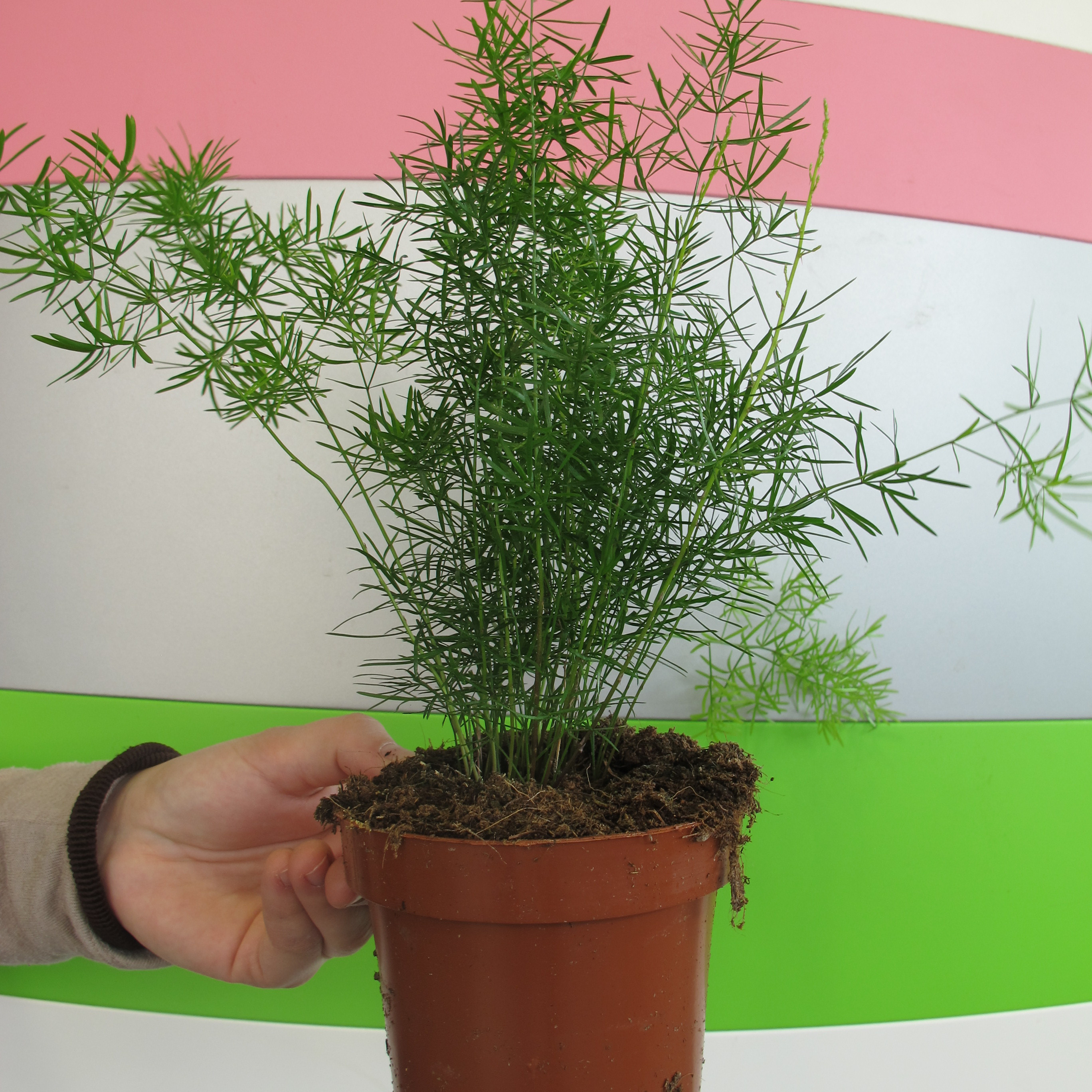 Asparagus Fern Sprengeri : buy Asparagus Fern Sprengeri / Asparagus ...