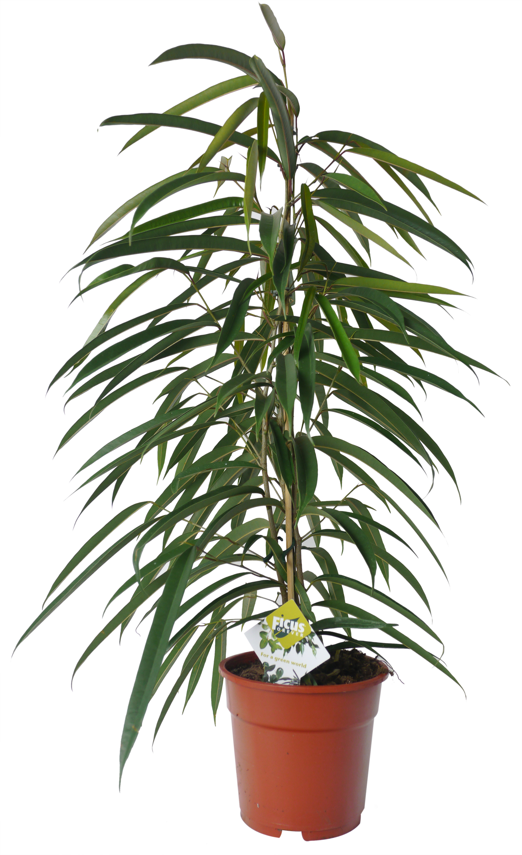 Ficus binnendijkii, Long-leaf fig : buy Ficus binnendijkii, Long-leaf ...