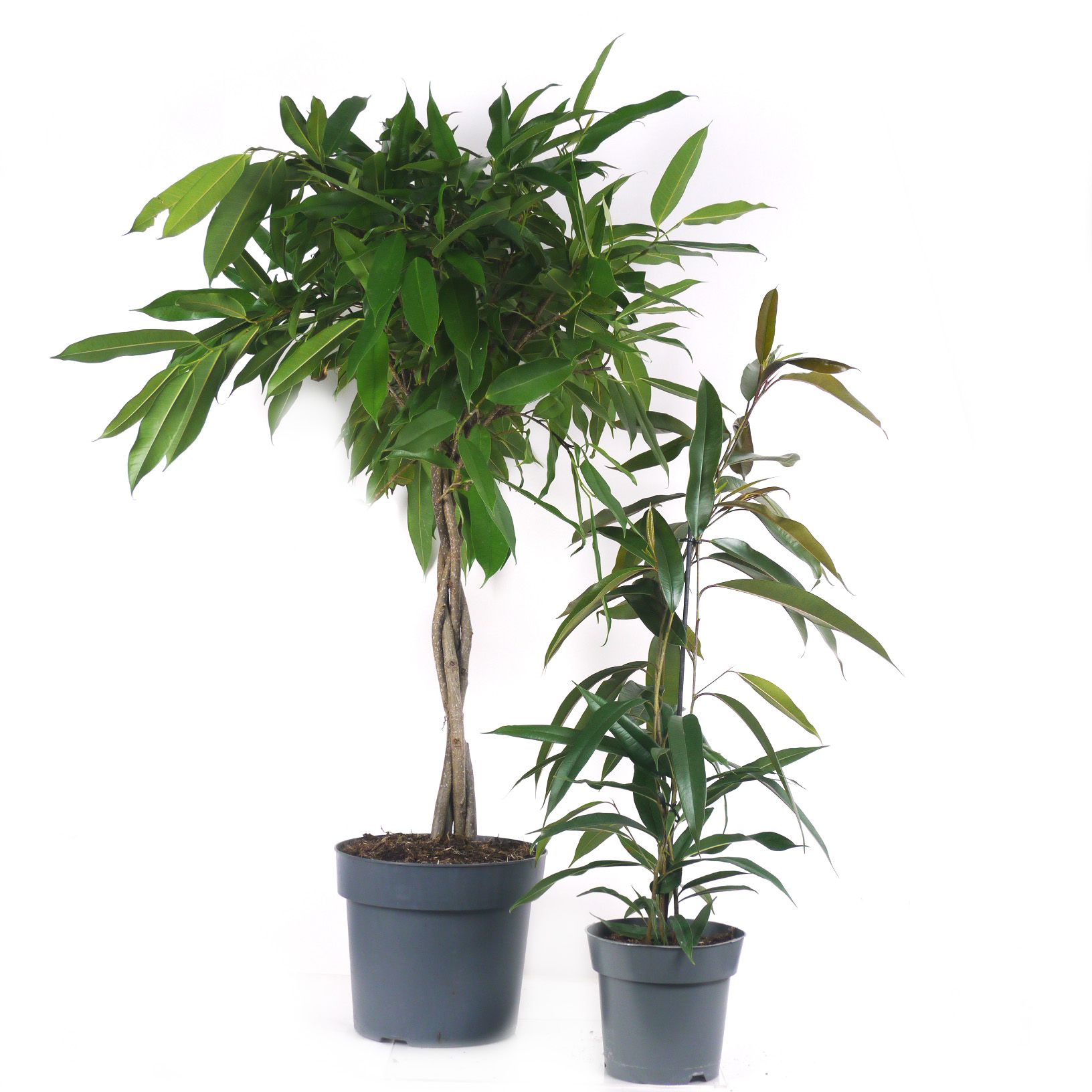Ficus binnendijkii, Long-leaf fig : buy Ficus binnendijkii, Long-leaf ...