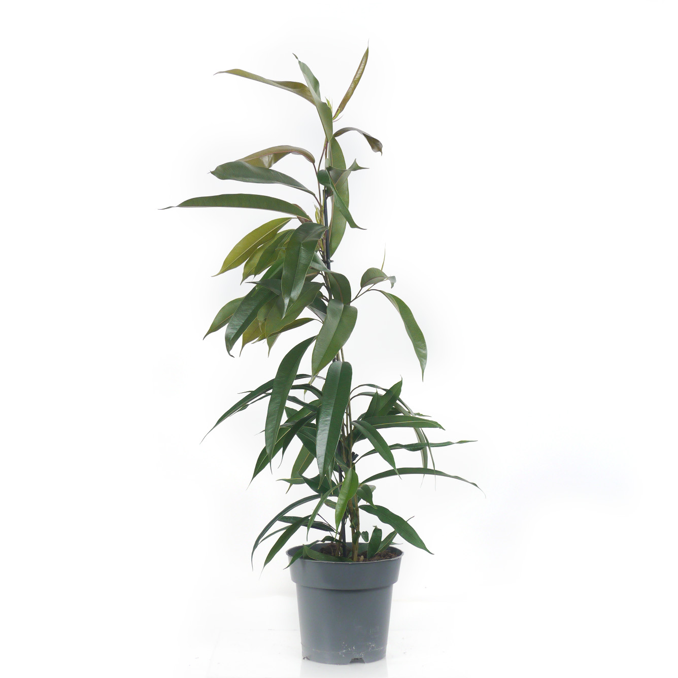 Ficus binnendijkii, Long-leaf fig : buy Ficus binnendijkii, Long-leaf ...