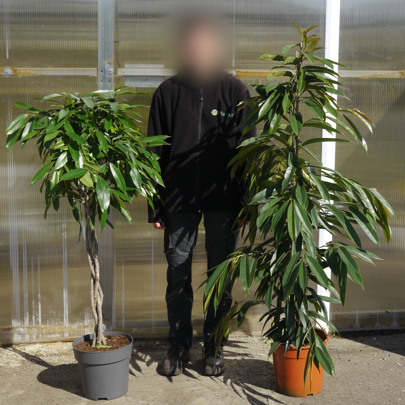 Ficus binnendijkii, Long-leaf fig : buy Ficus binnendijkii, Long-leaf ...