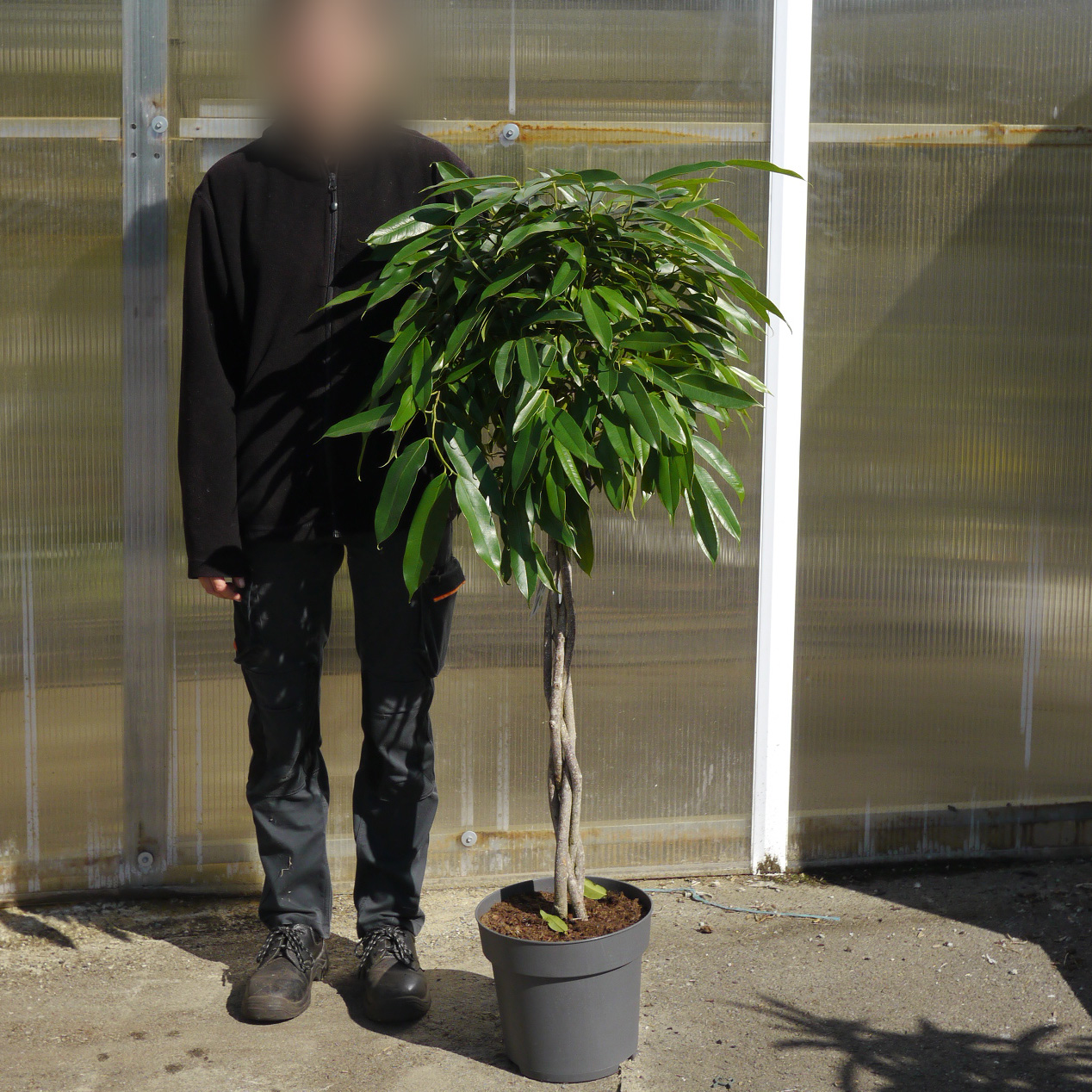 Ficus Binnendijkii Long Leaf Fig Buy Ficus Binnendijkii Long Leaf Fig Ficus Binnendijkii