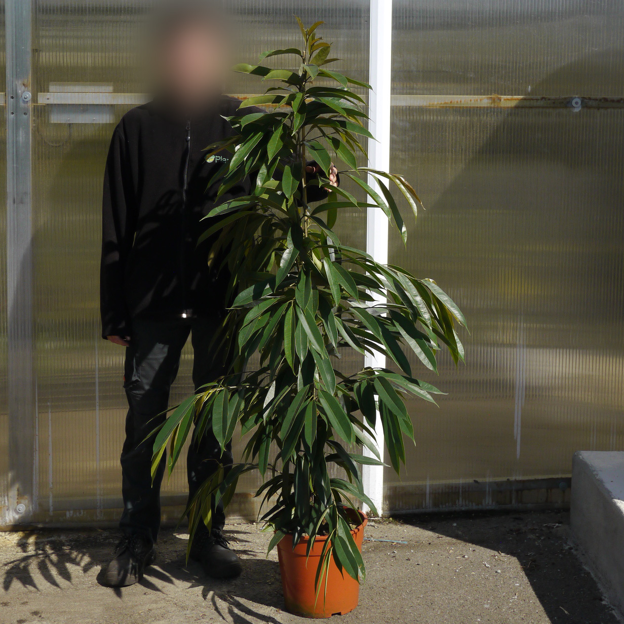 Ficus Binnendijkii Long Leaf Fig Buy Ficus Binnendijkii Long Leaf Fig Ficus Binnendijkii