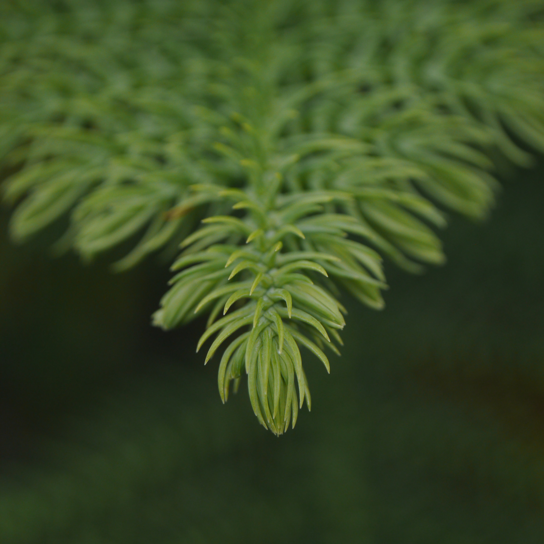 Norfolk Island Pine, Araucaria heterophylla : buy Norfolk Island Pine ...