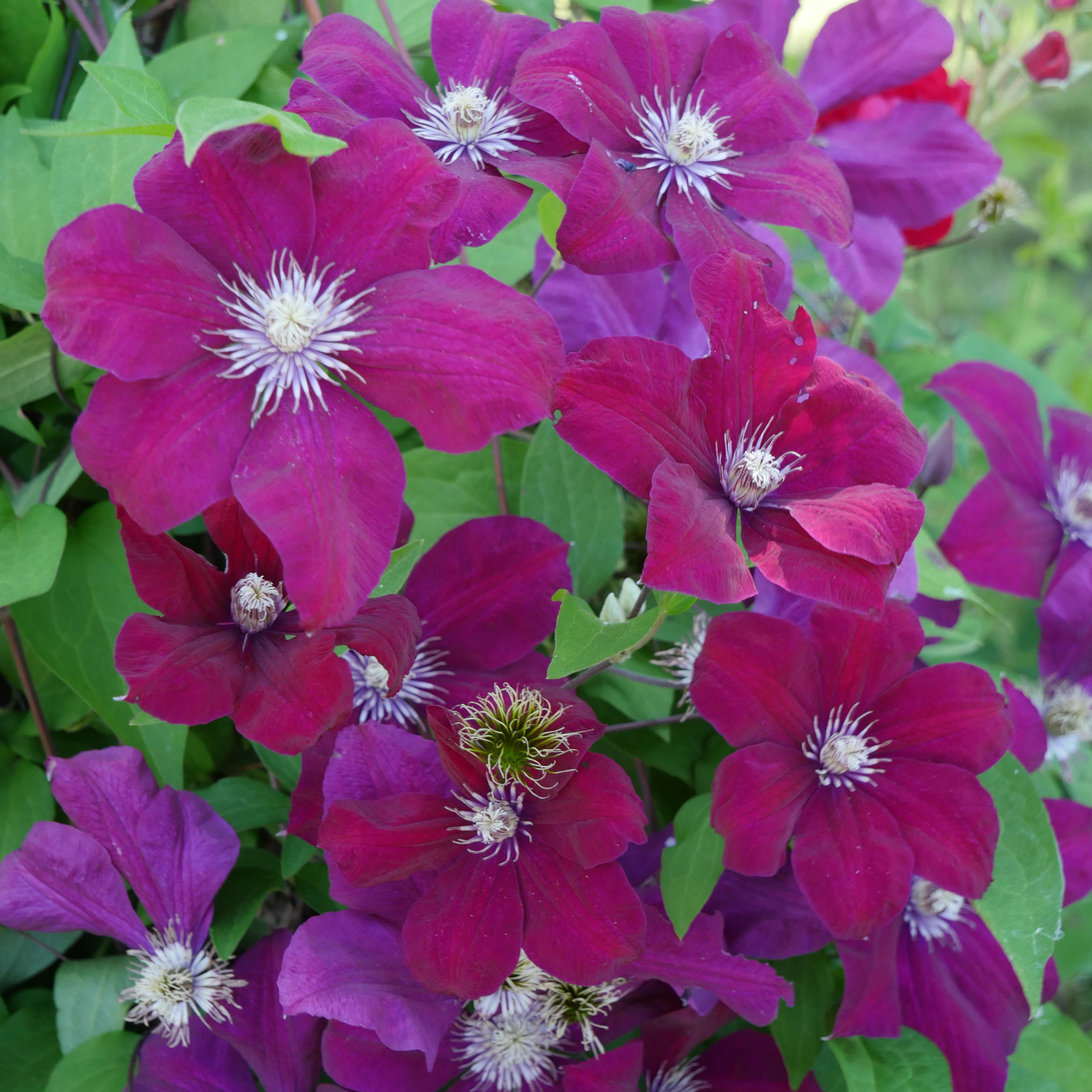 Clematis 'Rouge cardinal' : buy Clematis 'Rouge cardinal' / Clematis ...