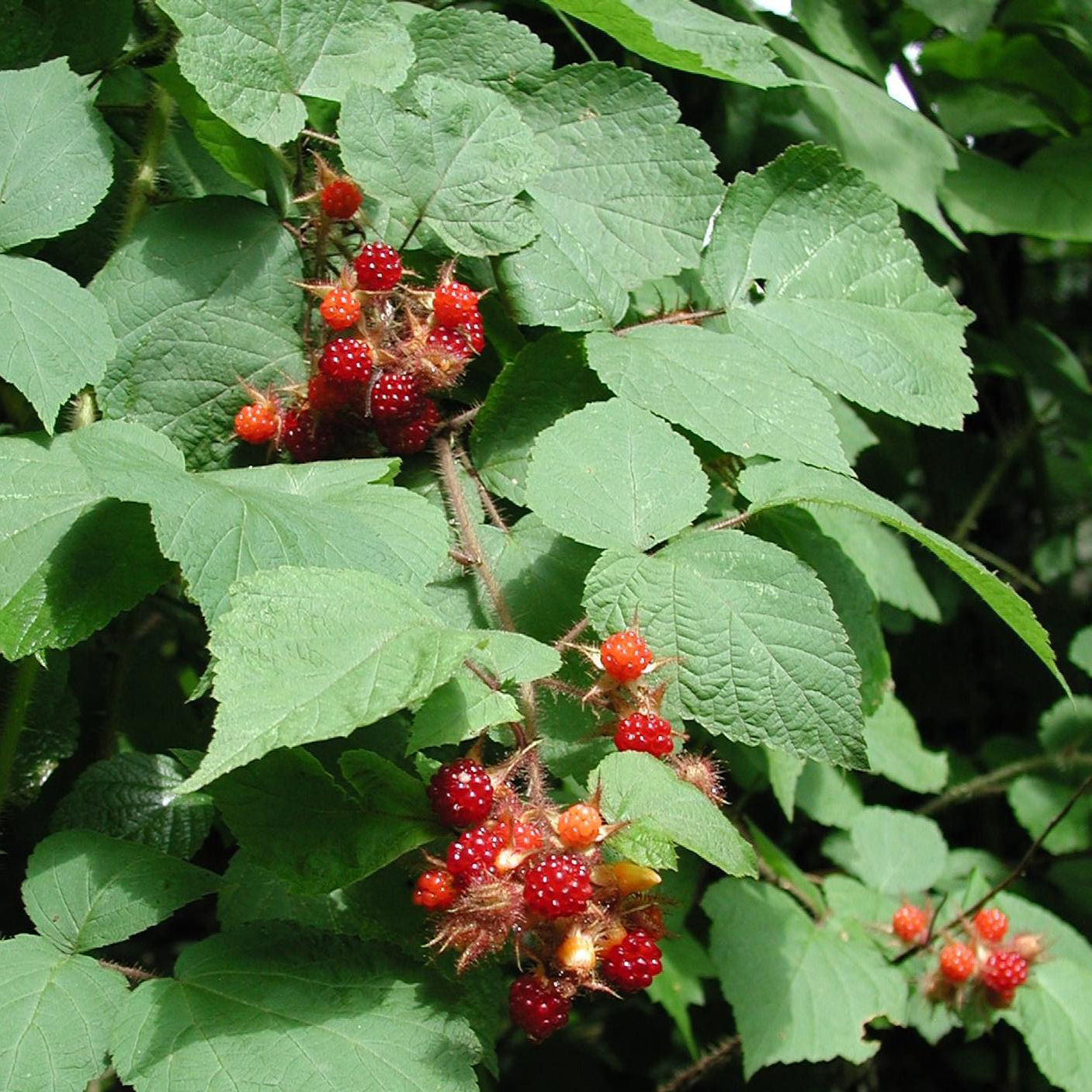 Japanese Wineberry, Wine Raspberry : buy Japanese Wineberry, Wine ...