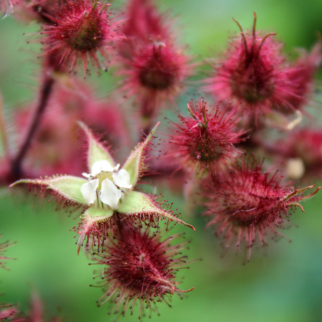 Japanese Wineberry, Wine Raspberry : buy Japanese Wineberry, Wine ...