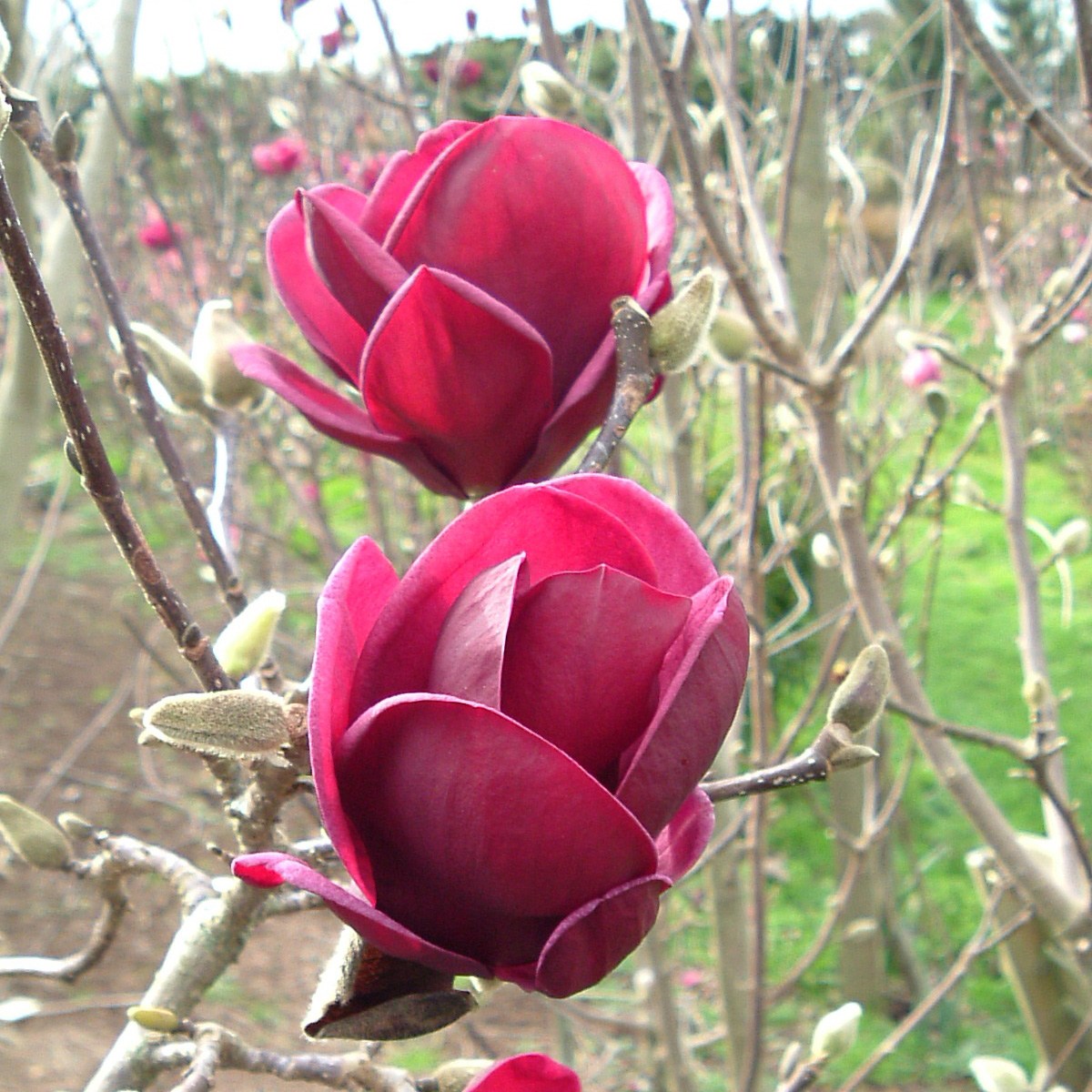 Magnolia 'Génie' : buy Magnolia 'Génie' / Magnolia soulangeana x ...
