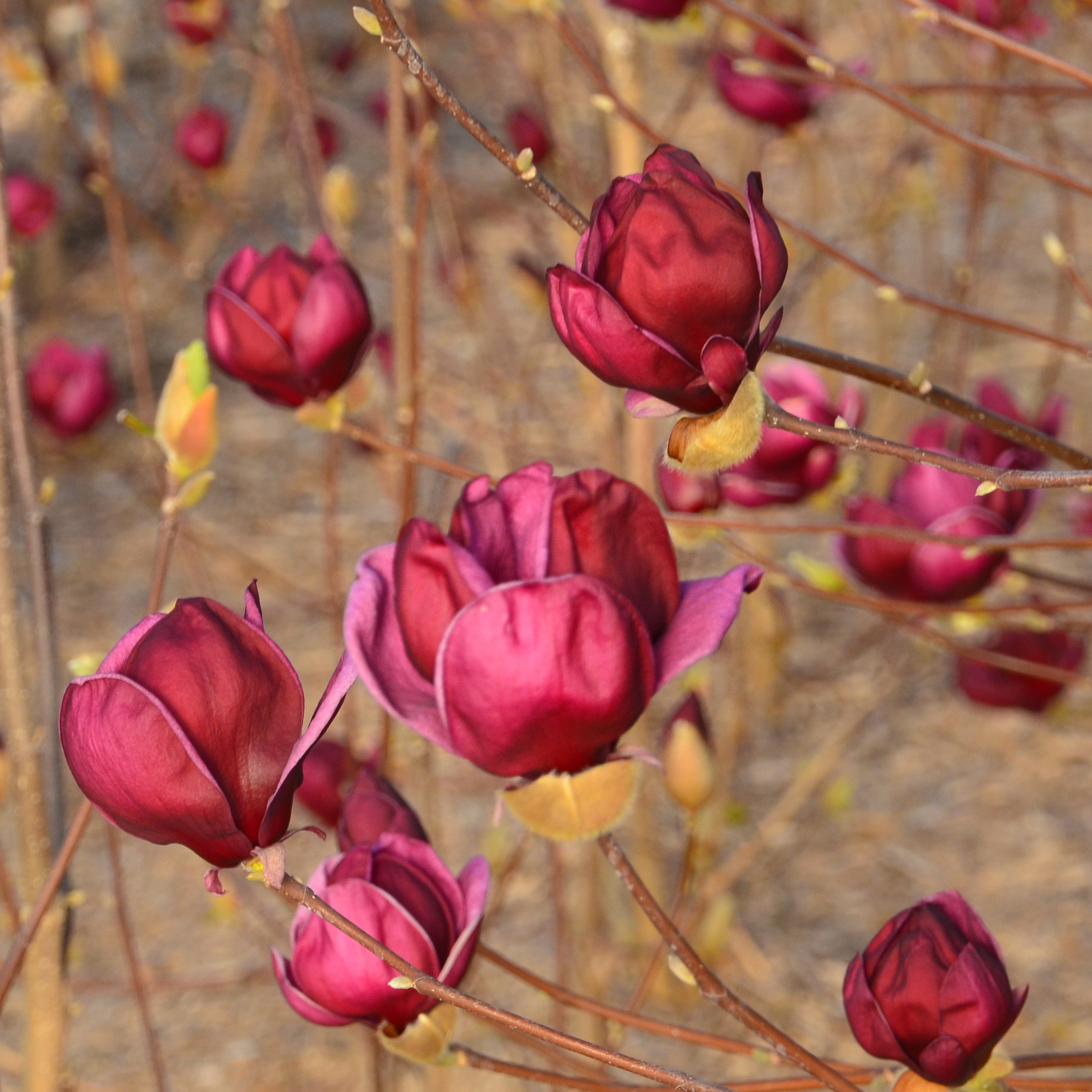 Magnolia 'Génie' : buy Magnolia 'Génie' / Magnolia soulangeana x ...