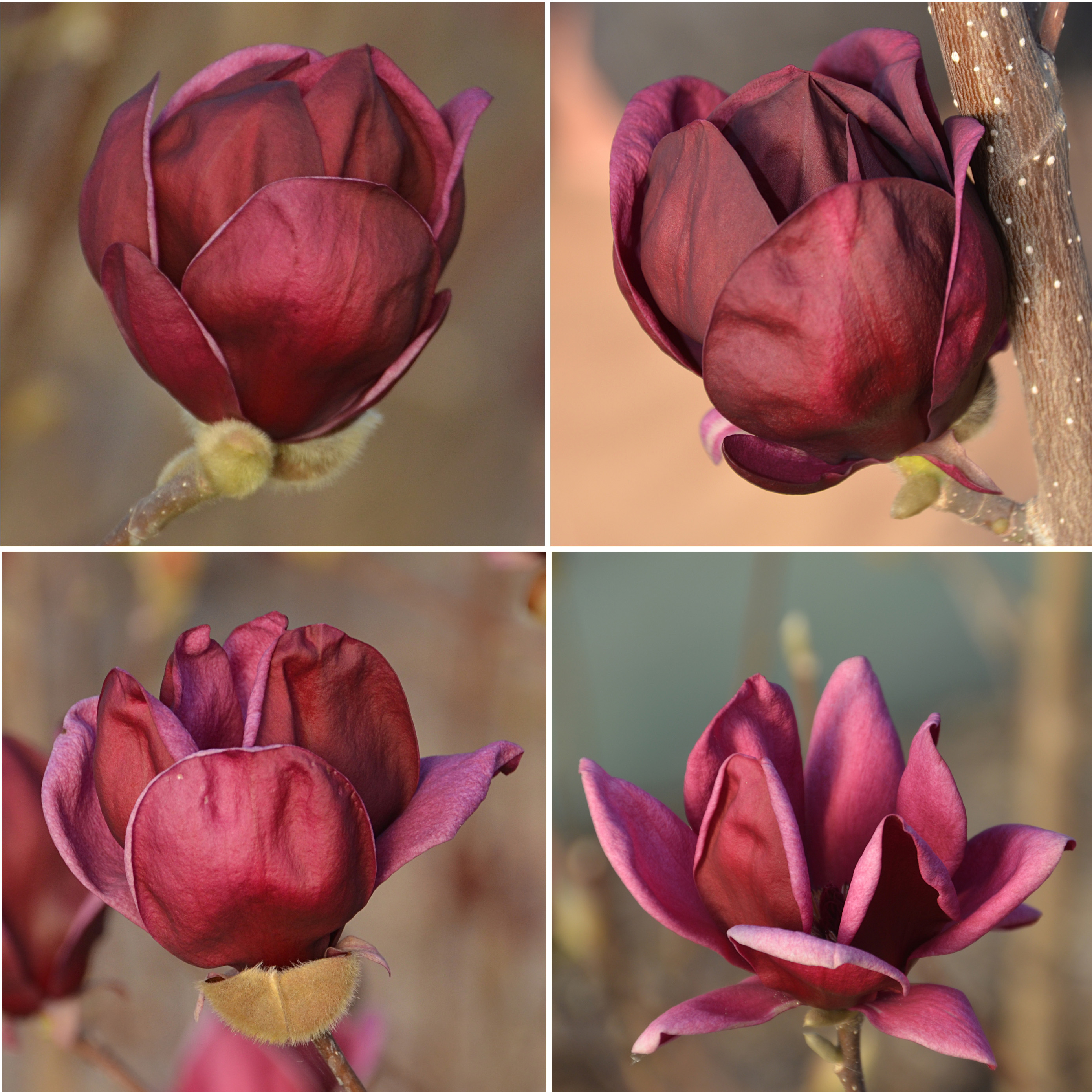 Magnolia 'Génie' : buy Magnolia 'Génie' / Magnolia soulangeana x ...