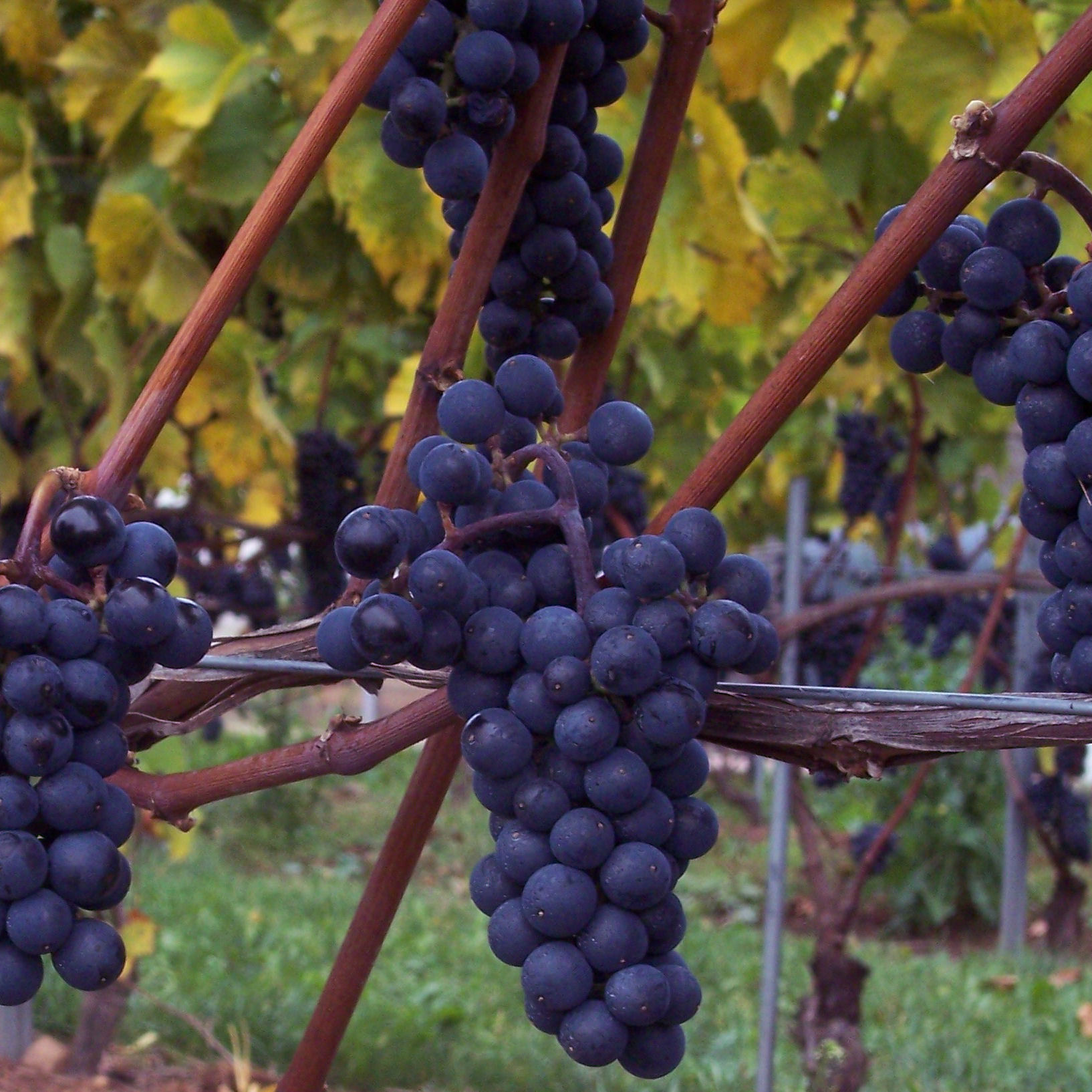 Vine, Grape with blue grapes : buy Vine, Grape with blue grapes / Vitis ...