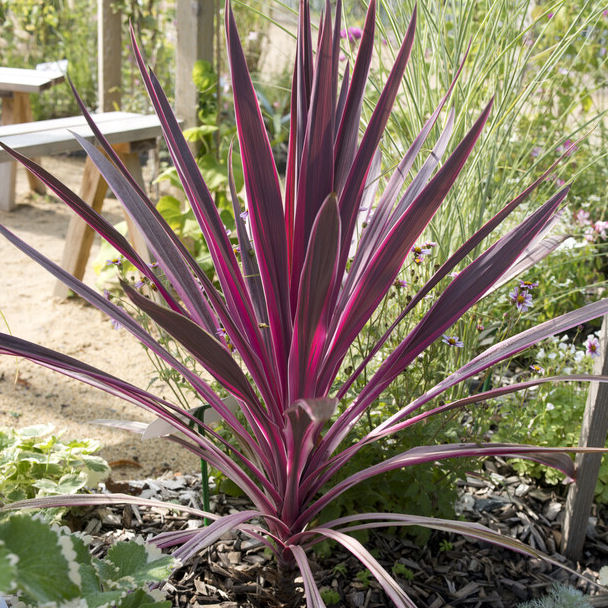 Cordyline, pink : buy Cordyline, pink / Cordyline australis rosea