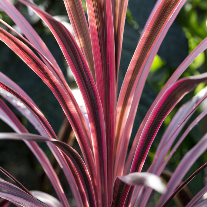 Cordyline, pink : buy Cordyline, pink / Cordyline australis rosea