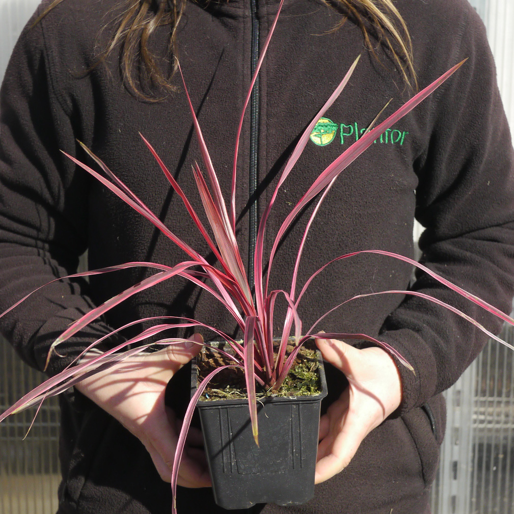 Cordyline, pink : buy Cordyline, pink / Cordyline australis rosea