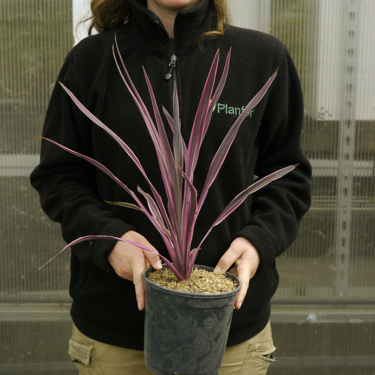 Cordyline, pink : buy Cordyline, pink / Cordyline australis rosea