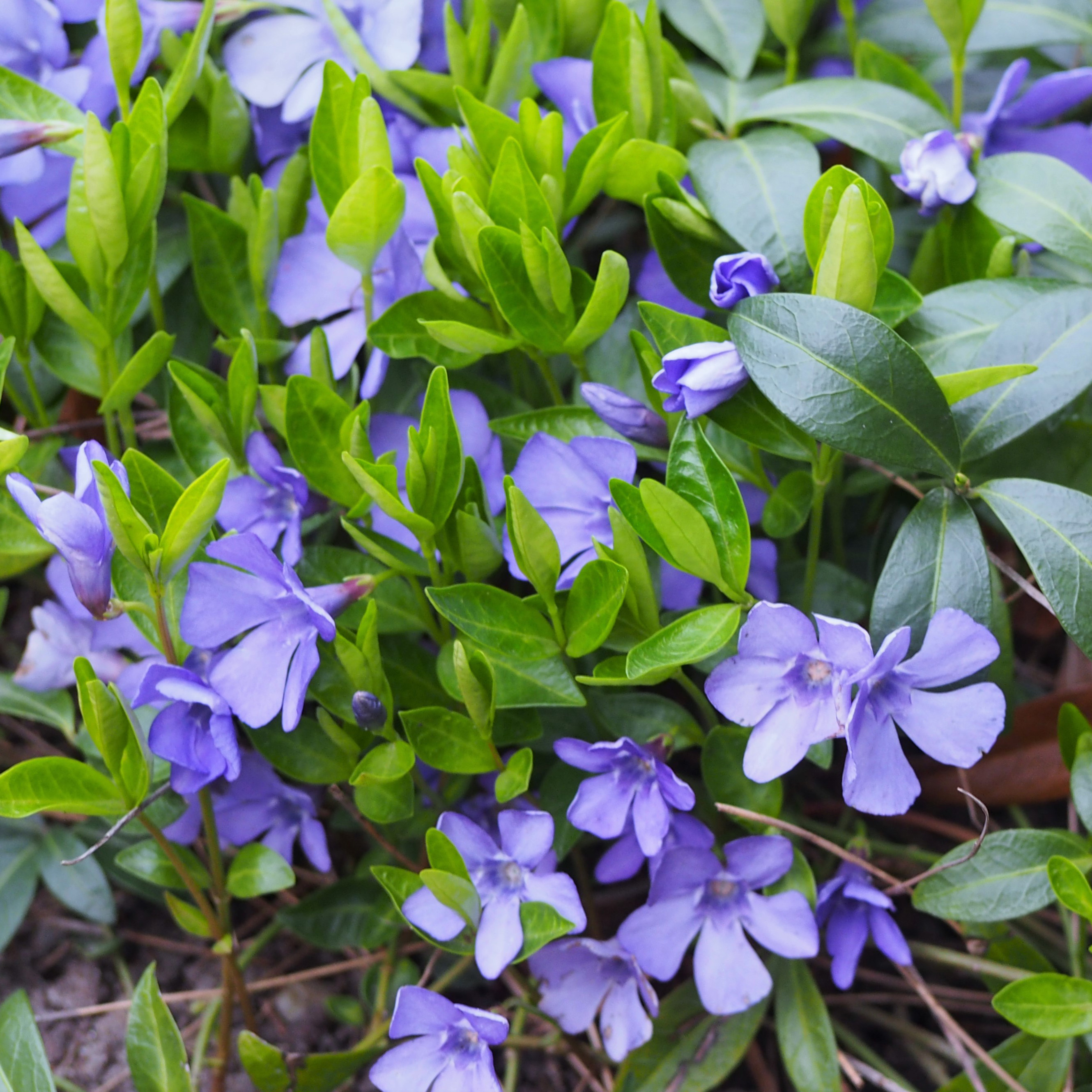 Periwinkle, Dwarf Blue : buy Periwinkle, Dwarf Blue / Vinca minor