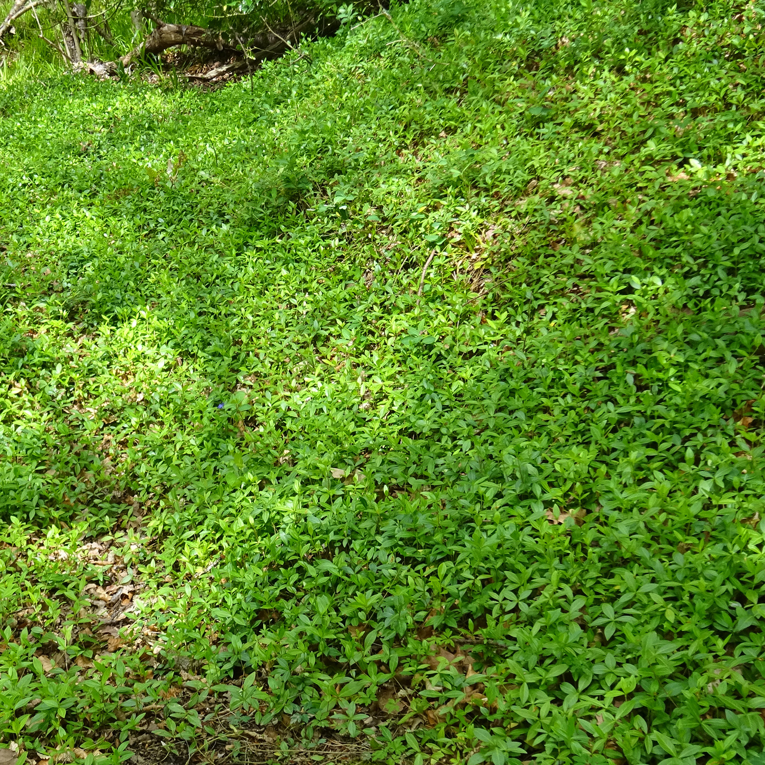 Periwinkle, Dwarf Blue : buy Periwinkle, Dwarf Blue / Vinca minor