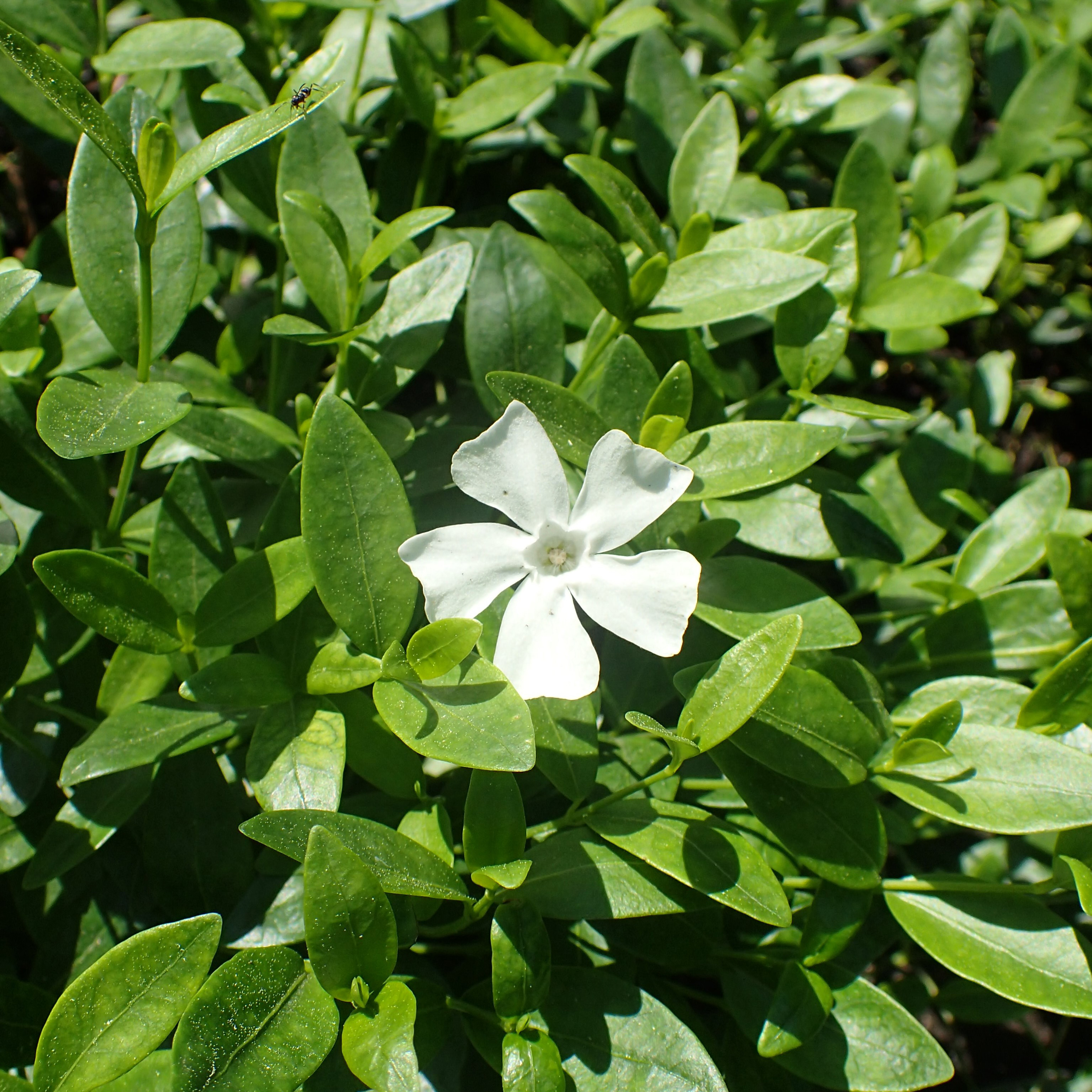 Periwinkle, Dwarf White : buy Periwinkle, Dwarf White / Vinca minor alba
