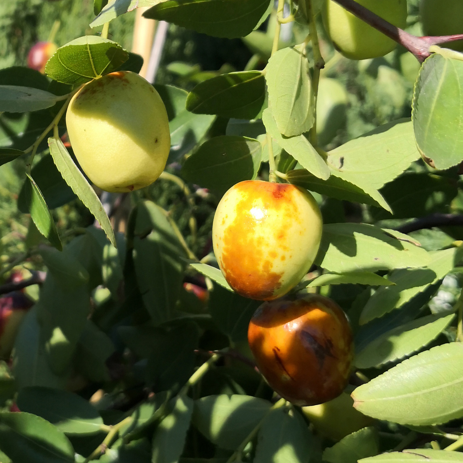 Jujube : buy Jujube / Ziziphus jujuba