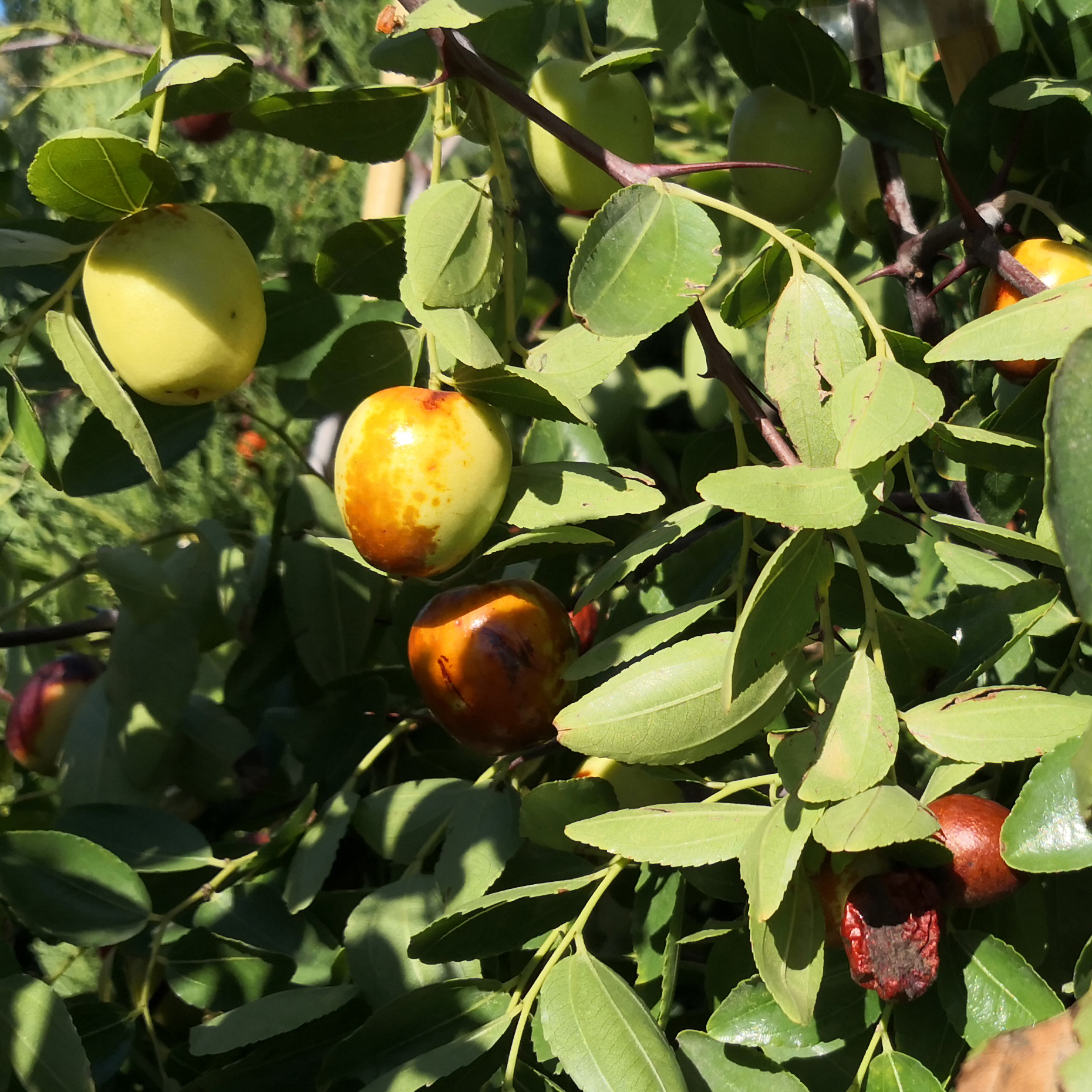Jujube : buy Jujube / Ziziphus jujuba