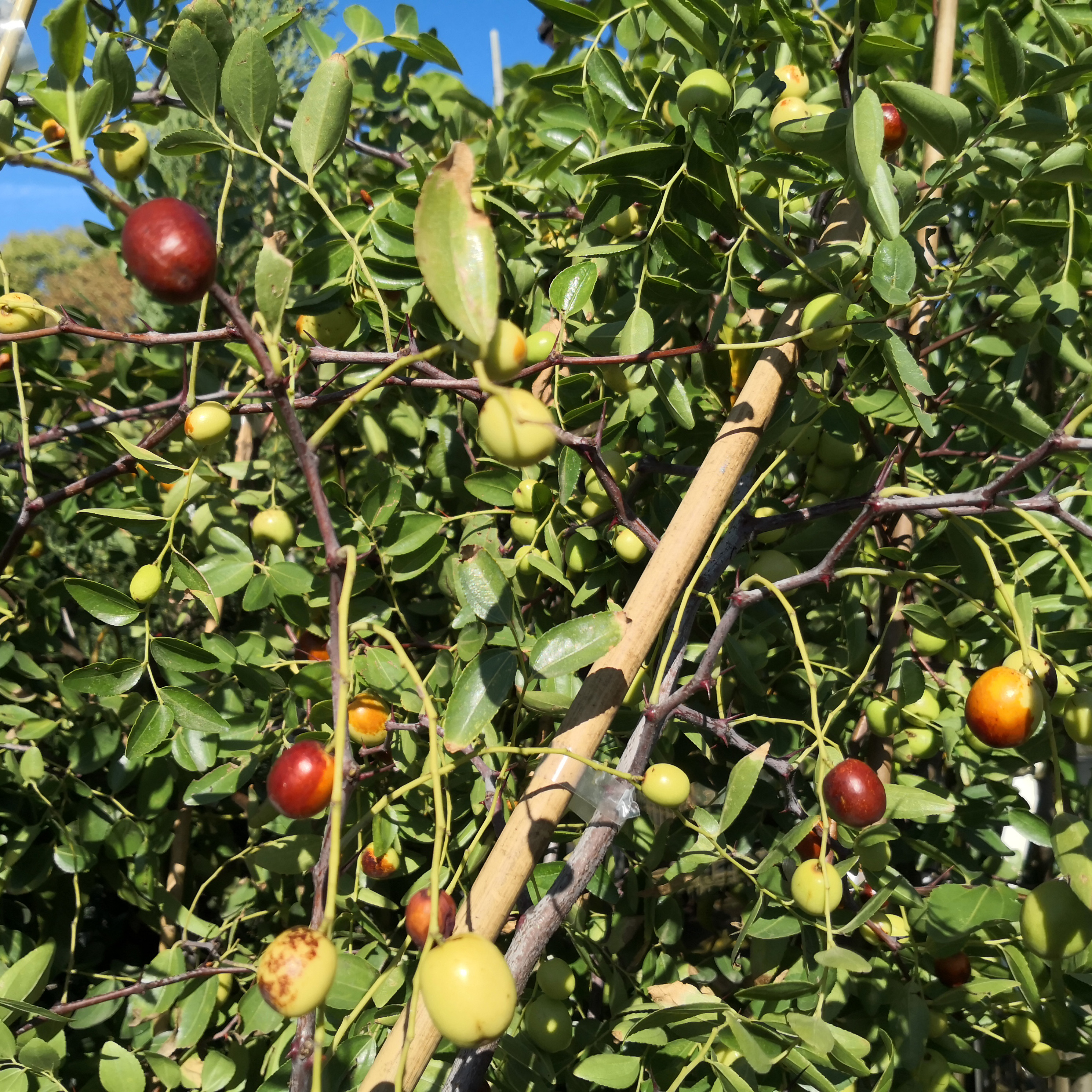 Jujube : buy Jujube / Ziziphus jujuba