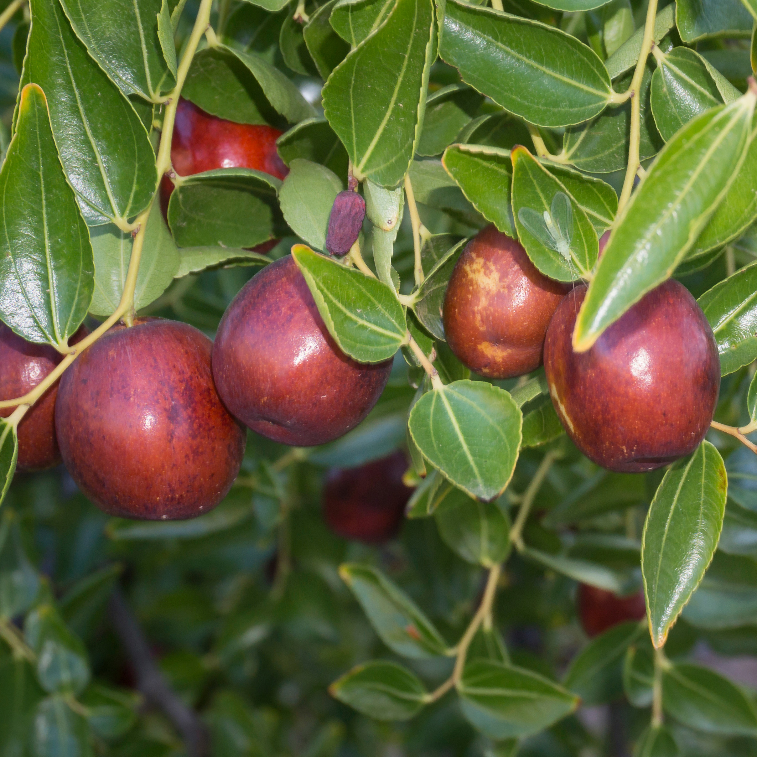 Jujube : buy Jujube / Ziziphus jujuba