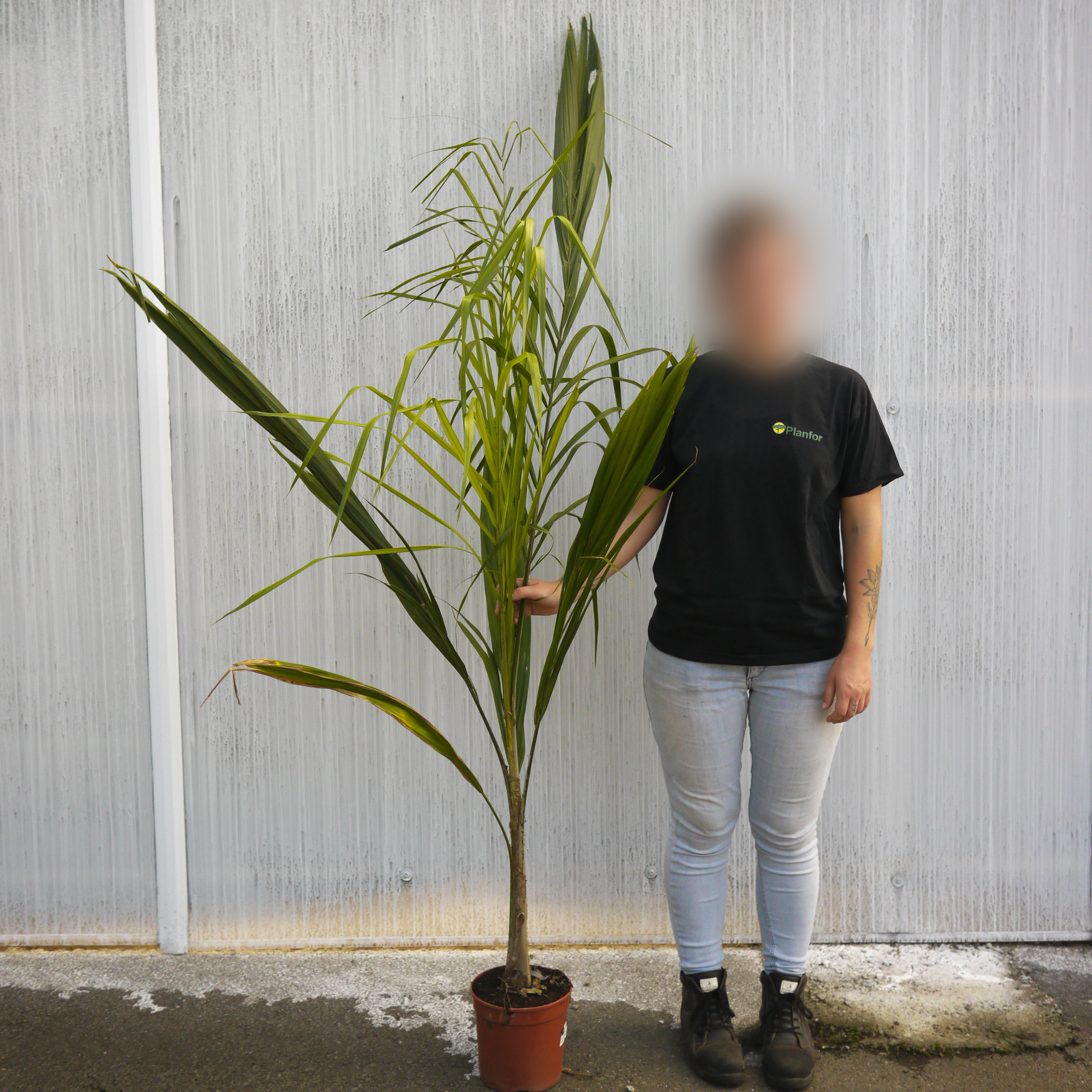 Cocos Palm, Queen Palm : buy Cocos Palm, Queen Palm / Arecastrum ...