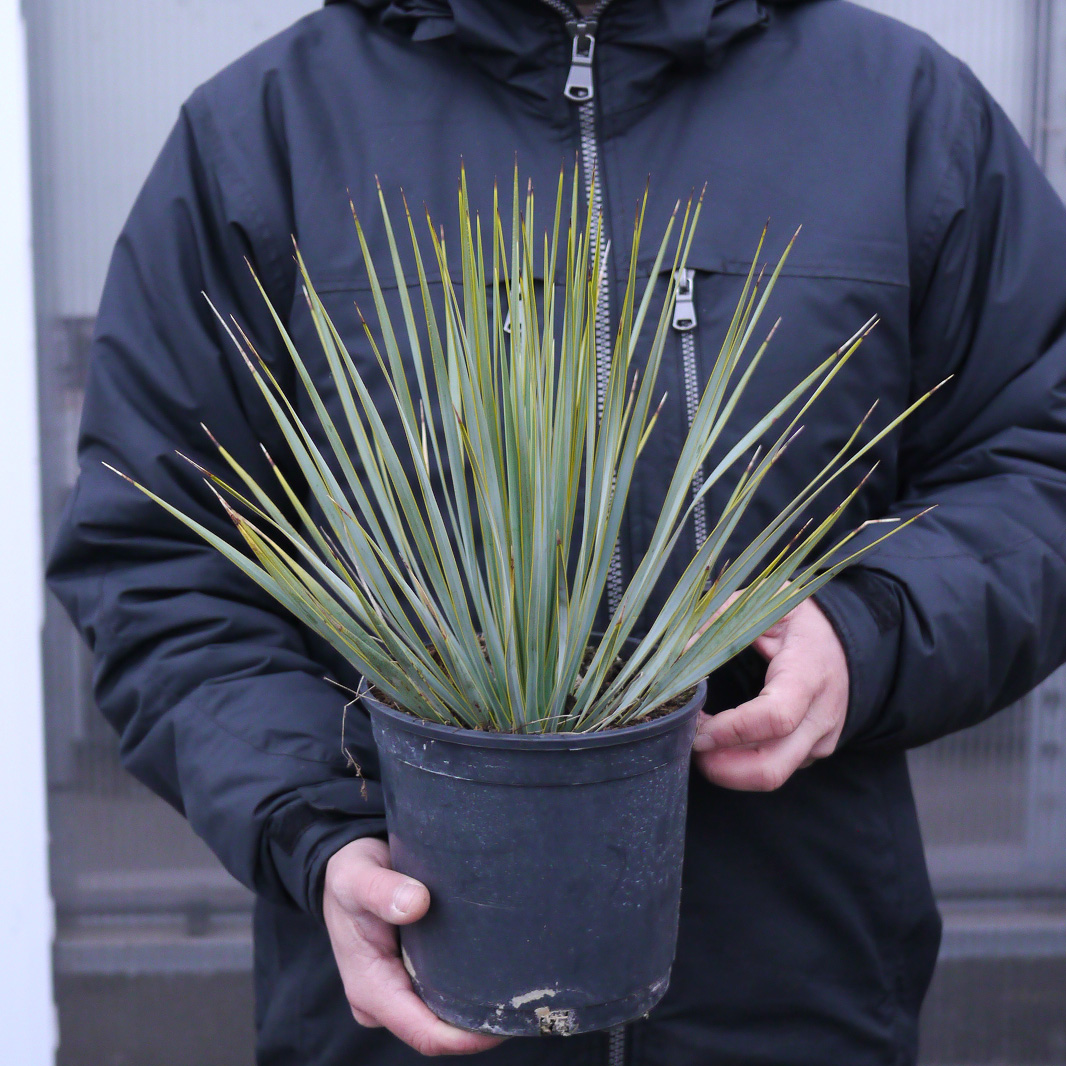 Yucca rostrata, Beaked Yucca : buy Yucca rostrata, Beaked Yucca / Yucca ...