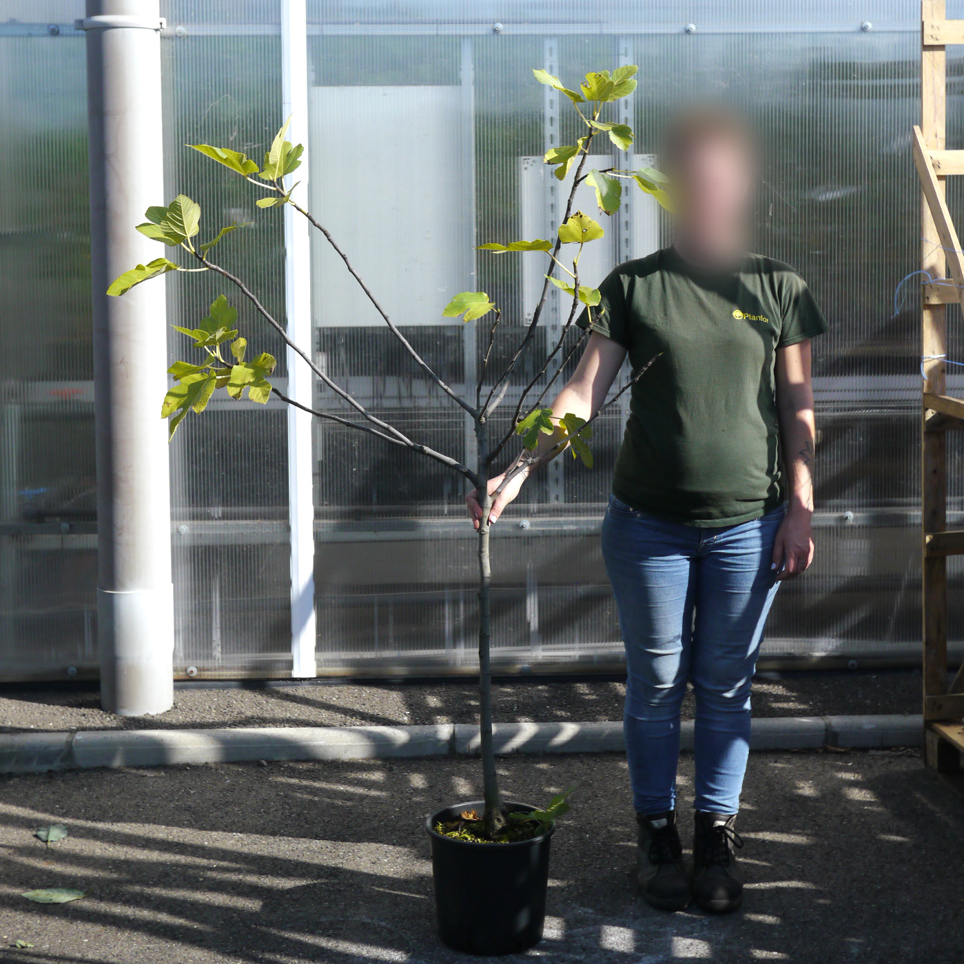 Fig tree 'De Marseille' : buy Fig tree 'De Marseille' / Ficus carica De ...