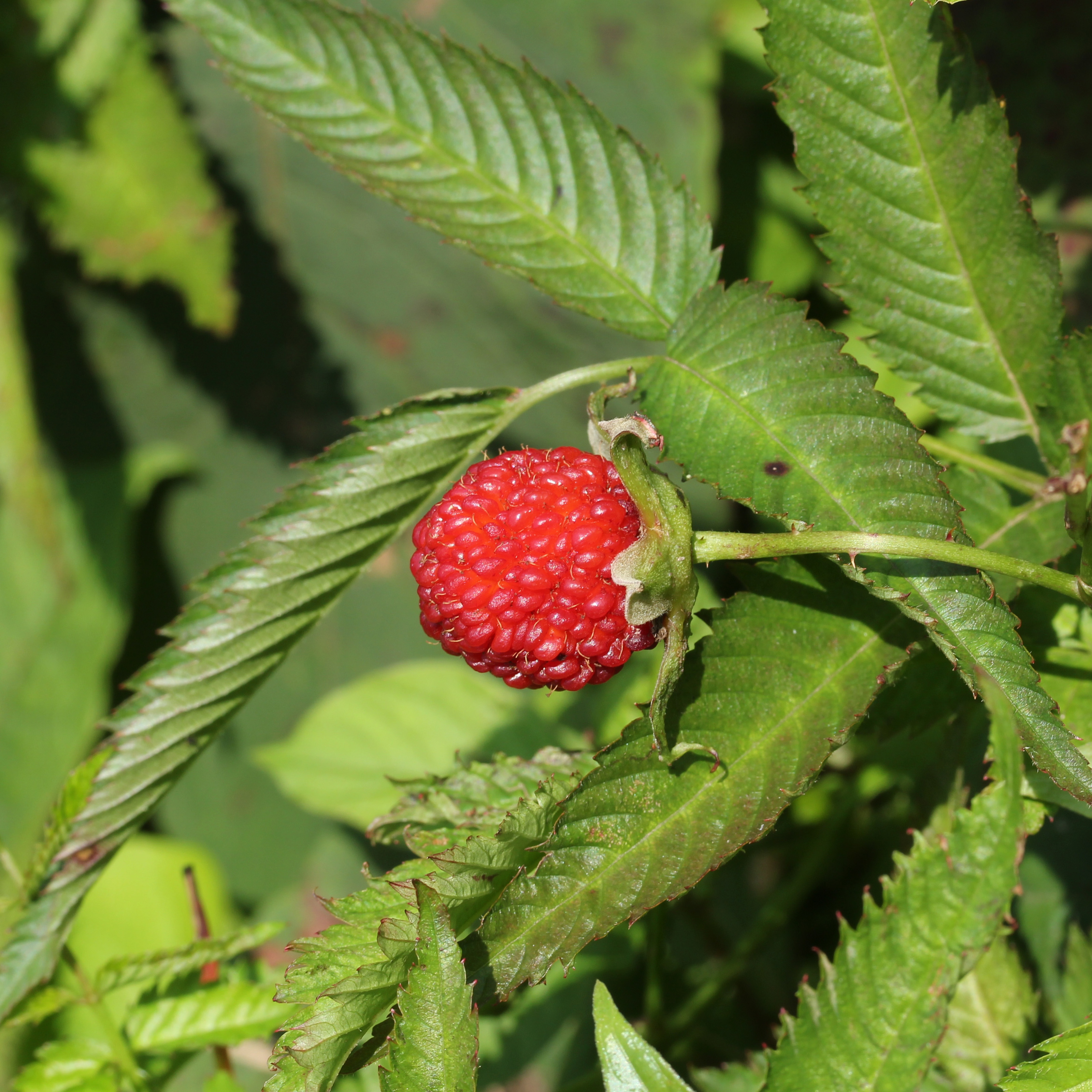 Raspberry, Japanese Strawberry : buy Raspberry, Japanese Strawberry ...