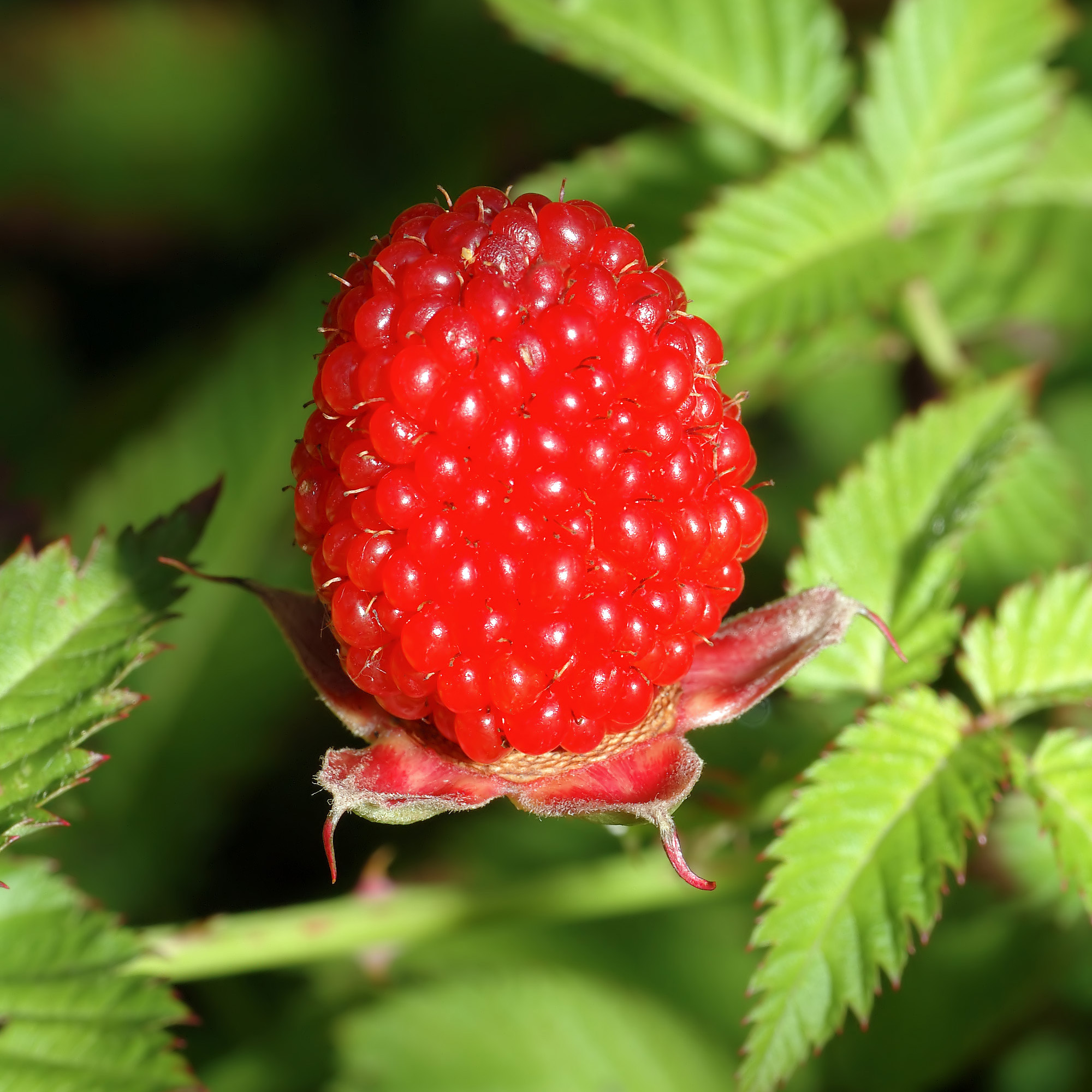 Raspberry, Japanese Strawberry : buy Raspberry, Japanese Strawberry ...