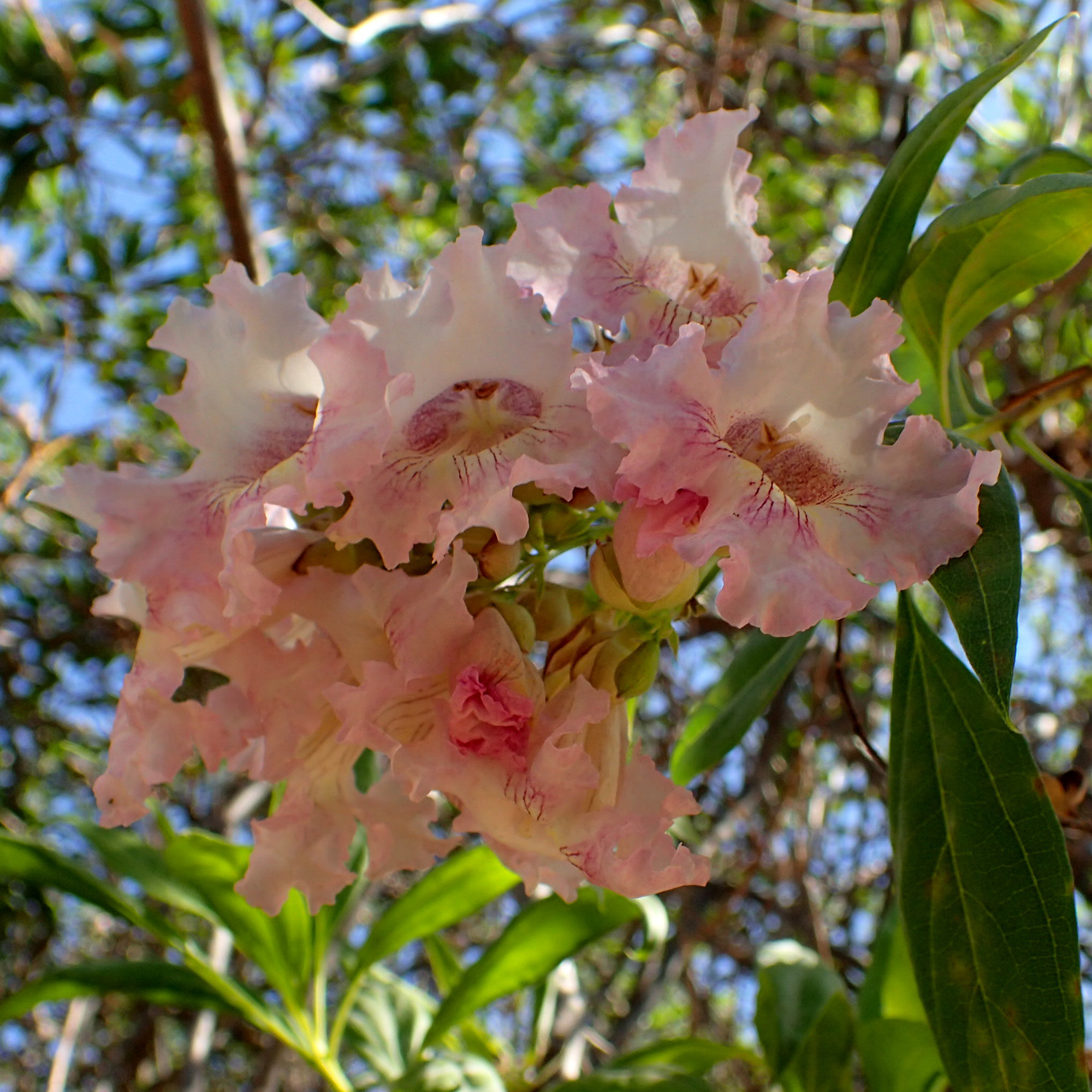 Chitalpa tree : buy Chitalpa tree / Chitalpa tashkentensis