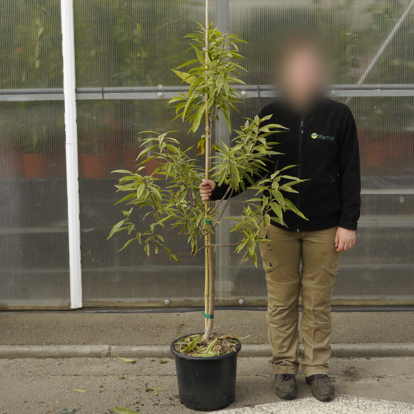 Chitalpa tree : buy Chitalpa tree / Chitalpa tashkentensis