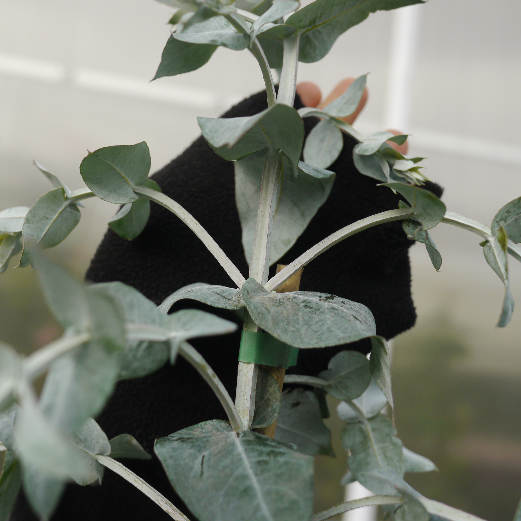 Eucalyptus Tree, Southern Blue Gum, Blue Gum : buy Eucalyptus Tree ...