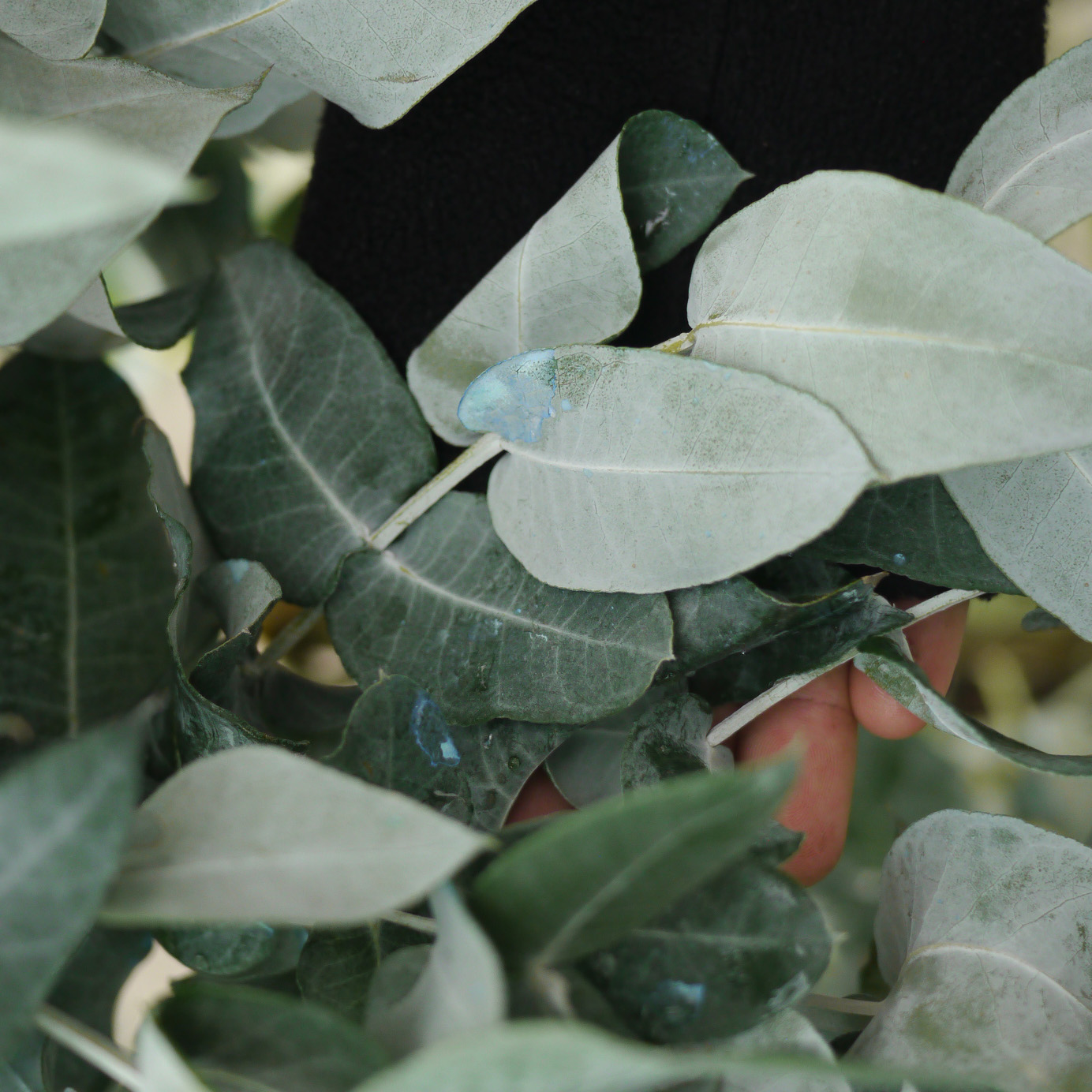 Eucalyptus Tree, Southern Blue Gum, Blue Gum : buy Eucalyptus Tree ...