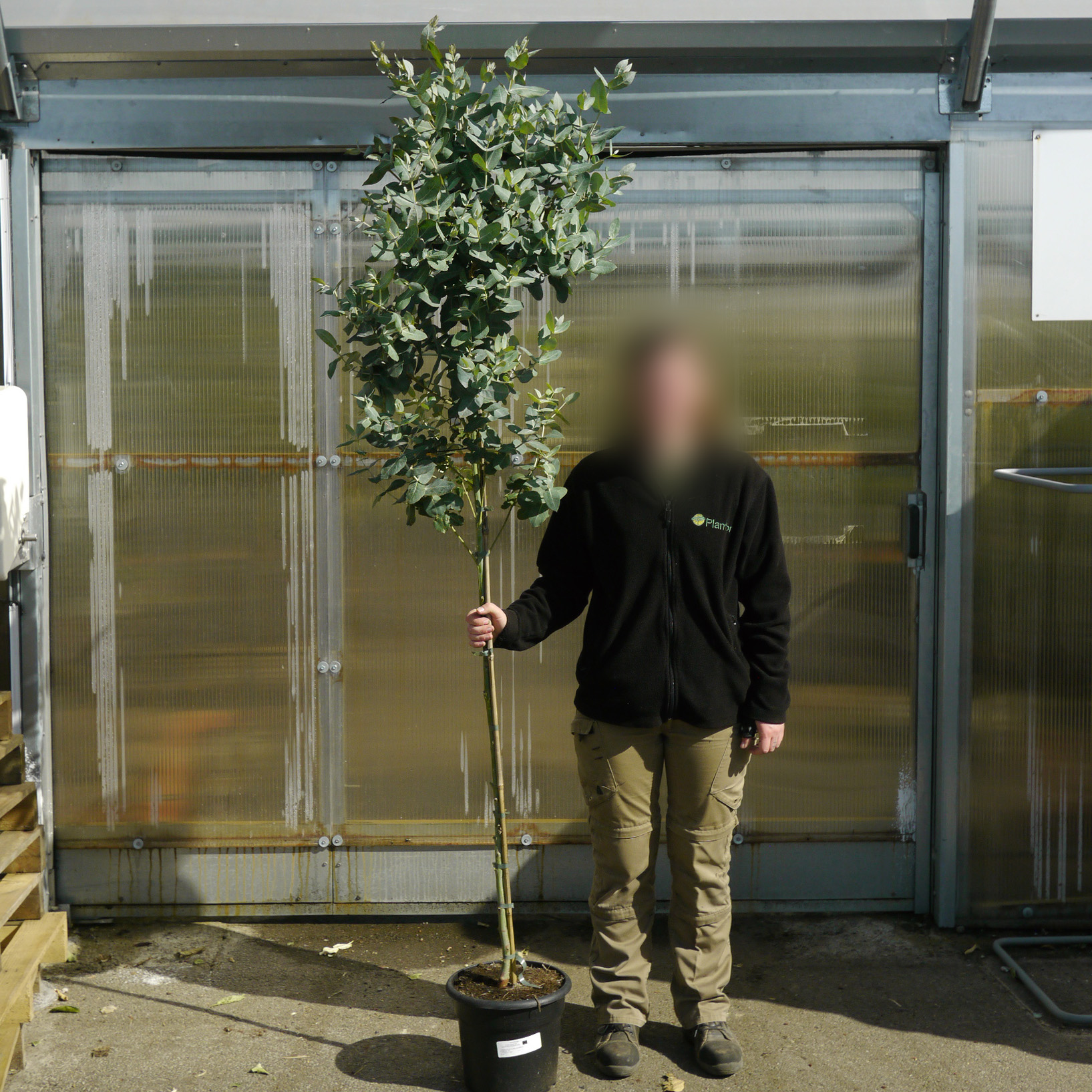 Eucalyptus Tree, Southern Blue Gum, Blue Gum : buy Eucalyptus Tree ...