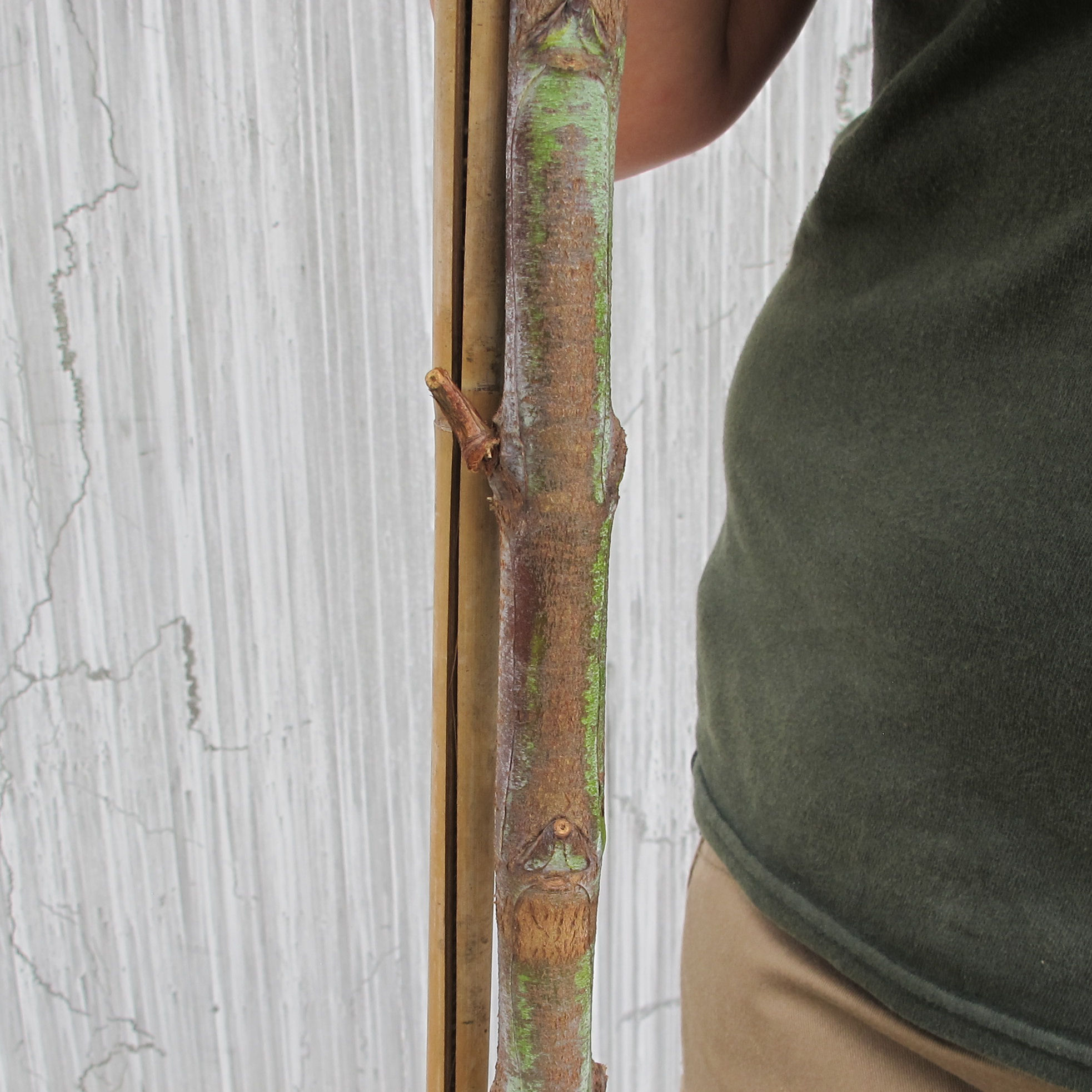 Eucalyptus Tree, Southern Blue Gum, Blue Gum : buy Eucalyptus Tree ...