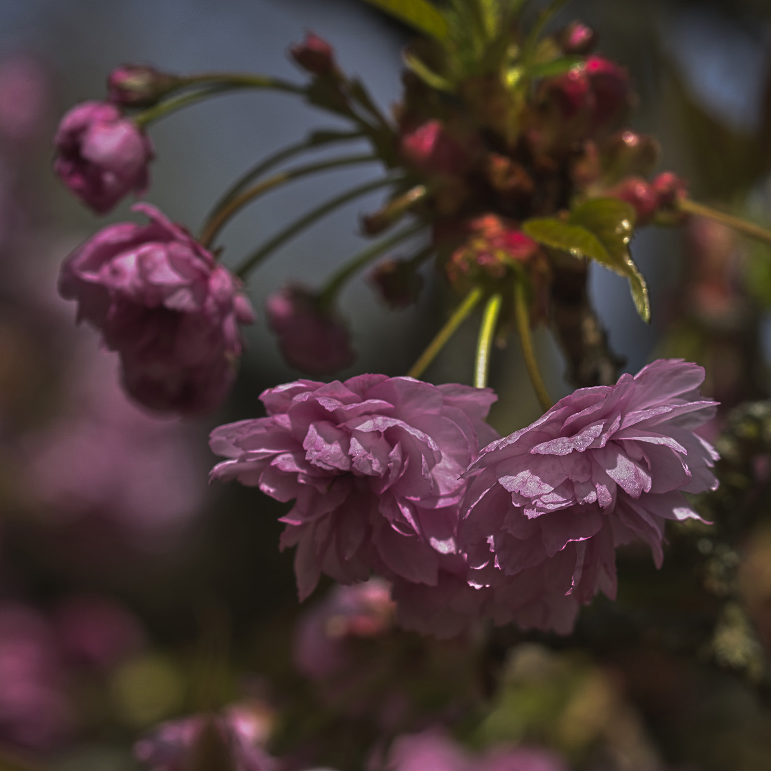 Cherry, Weeping Oriental 'Kiku-shidare-sakura' : buy Cherry, Weeping ...
