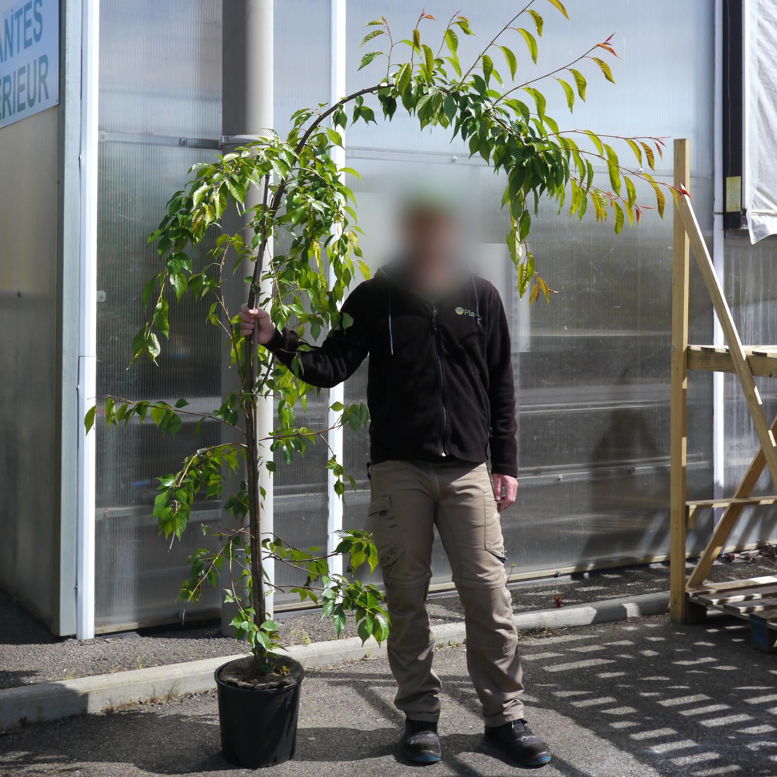 Cherry, Weeping Oriental 'Kiku-shidare-sakura' : buy Cherry, Weeping ...