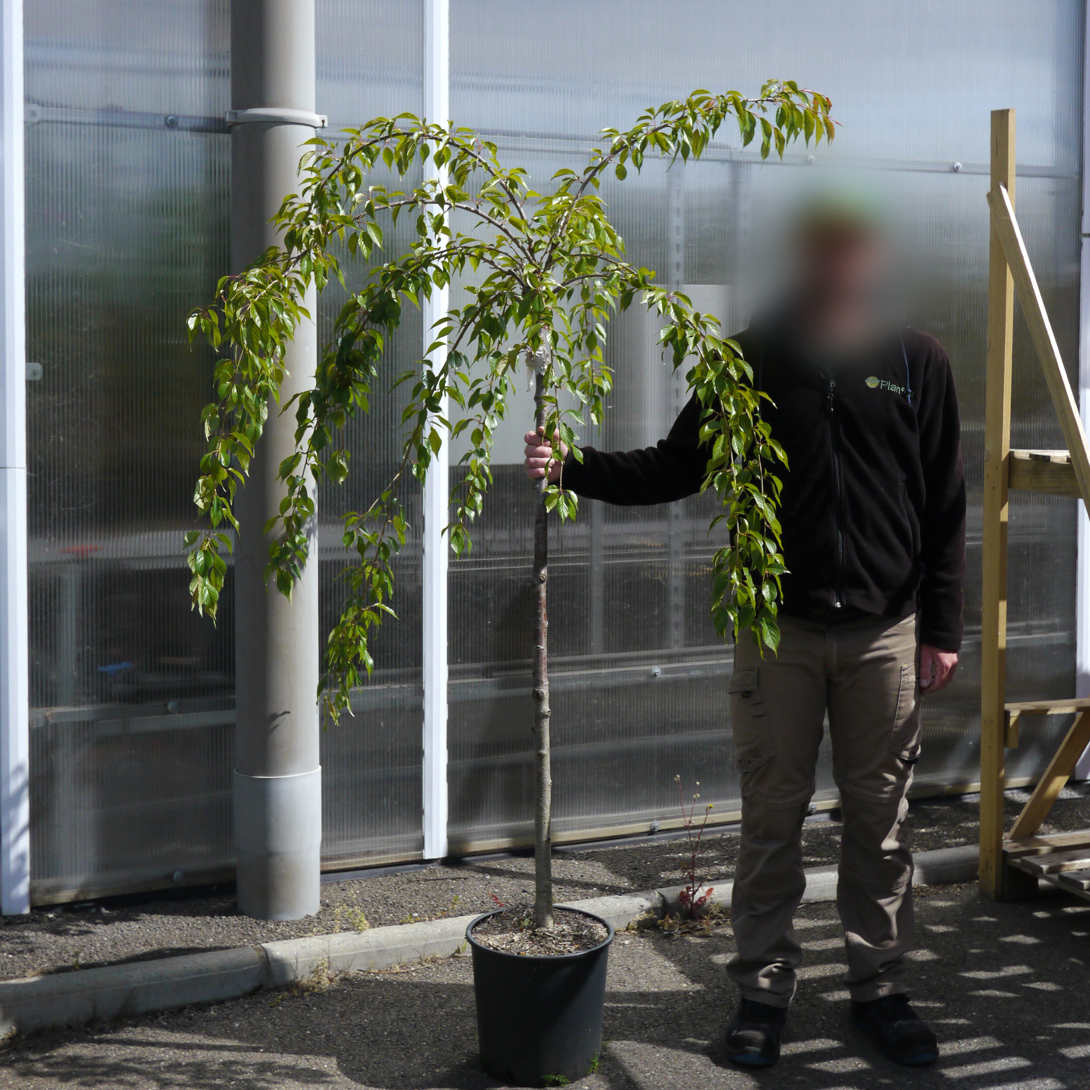 Cherry, Weeping Oriental 'Kiku-shidare-sakura' : buy Cherry, Weeping ...