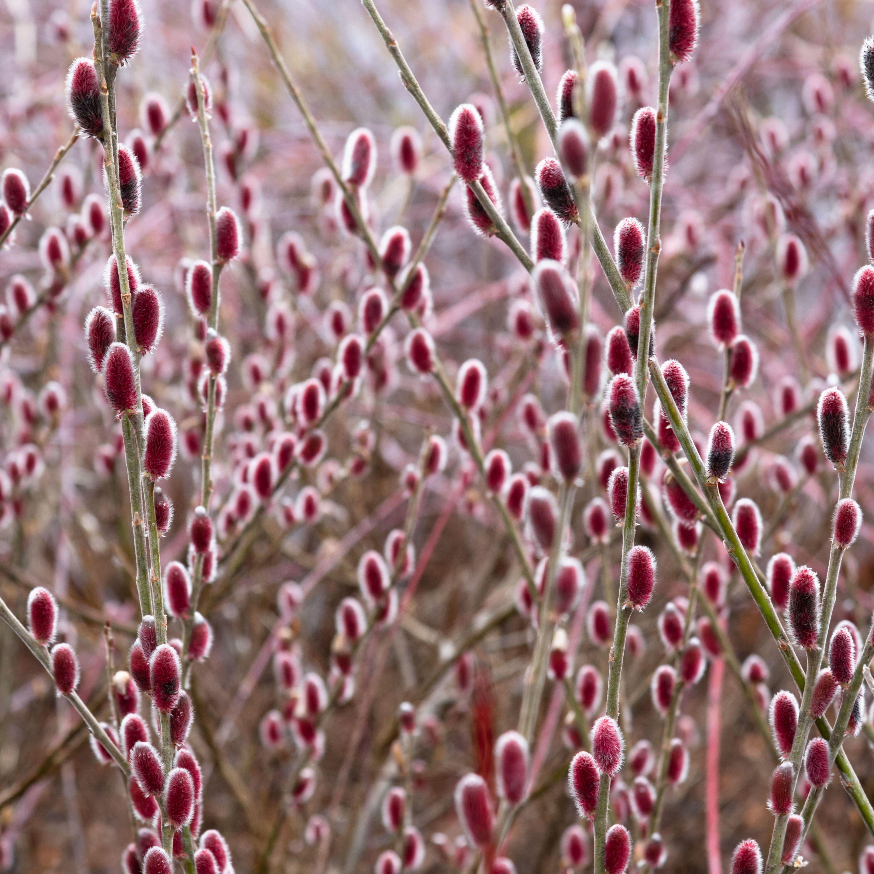 Willow, Japanese Pink Pussy 'Mount Aso' : buy Willow, Japanese Pink ...