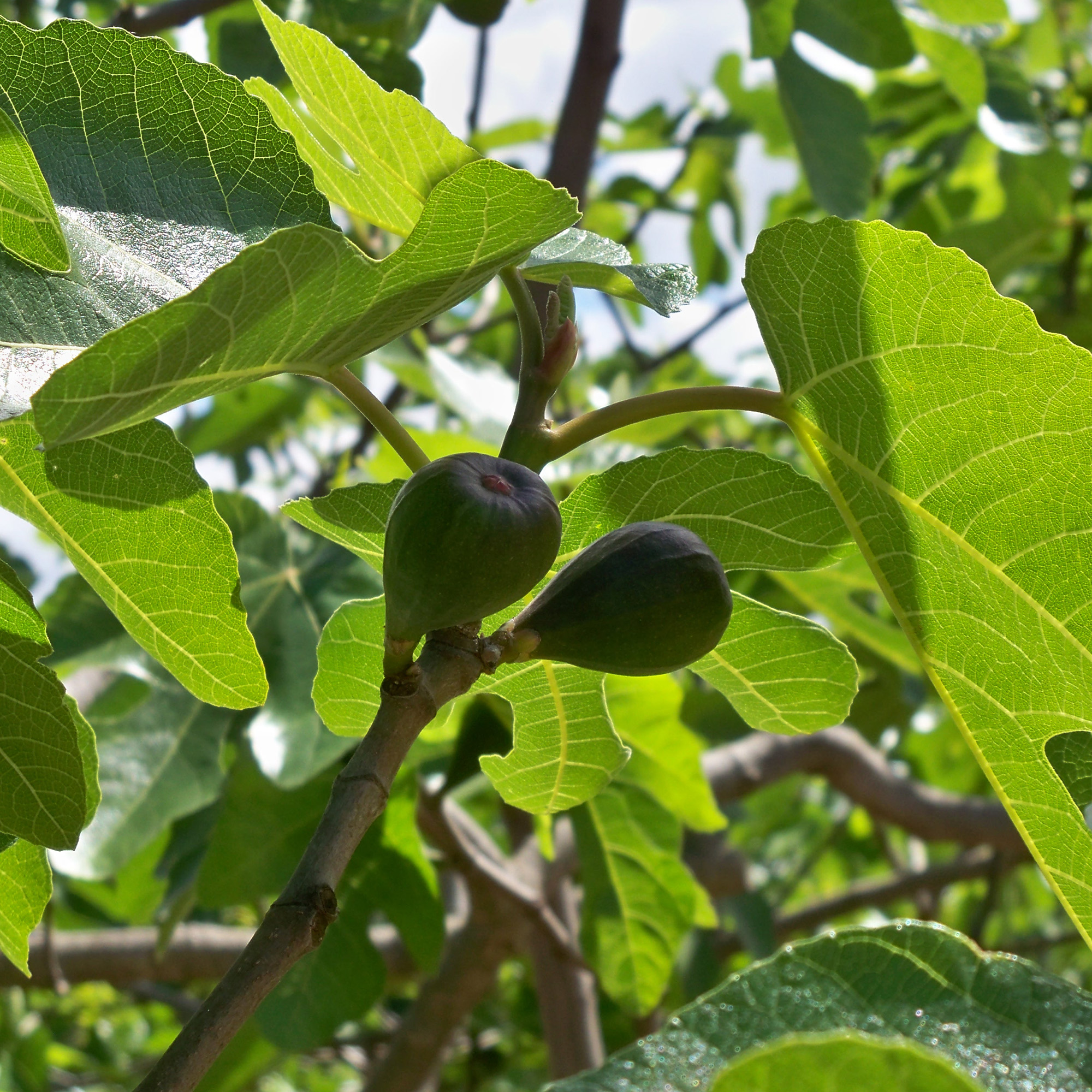 Fig tree 'Noire de Caromb' : buy Fig tree 'Noire de Caromb' / Ficus carica Noire de Caromb
