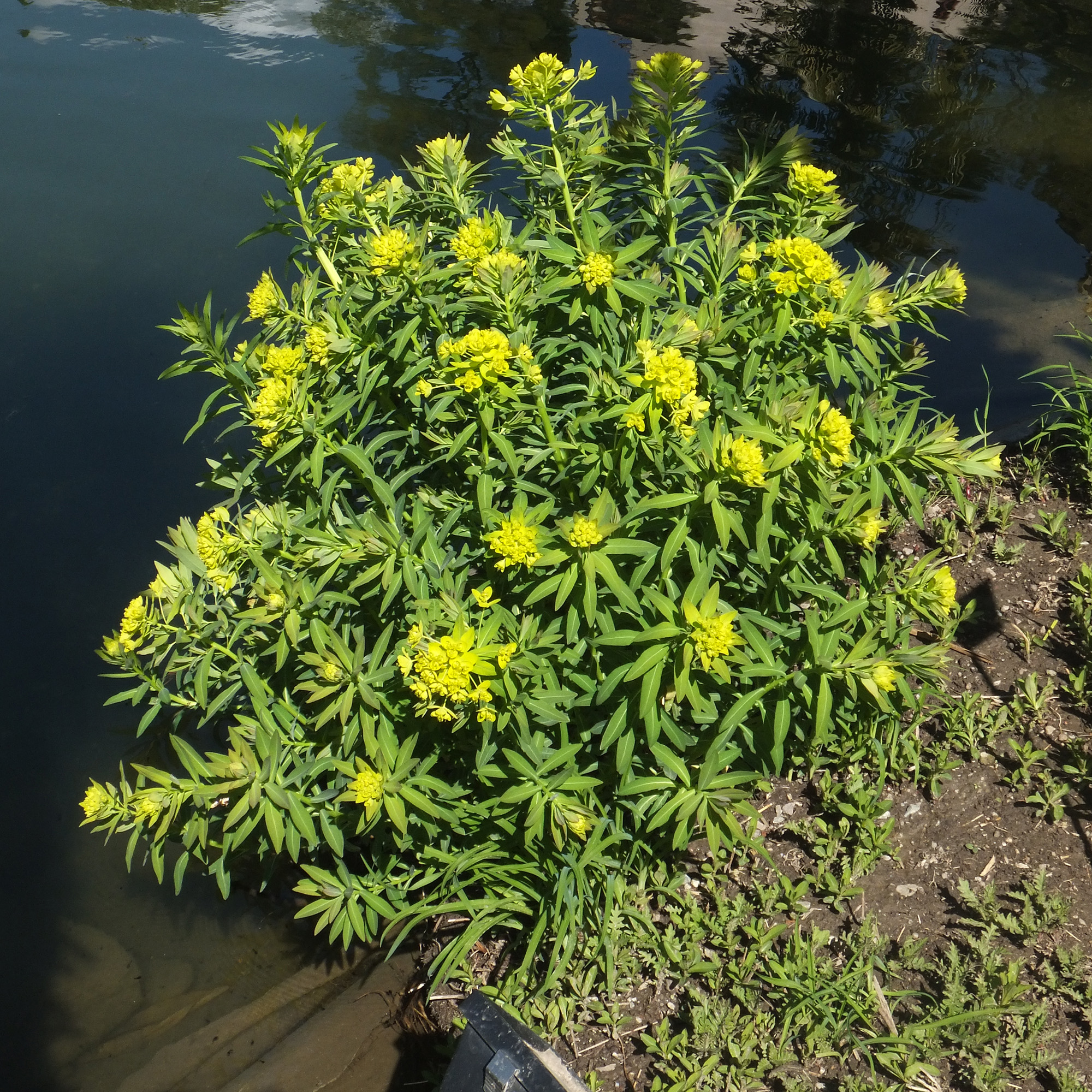 Euphorbia, Mole plant, Caper spurge : buy Euphorbia, Mole plant, Caper ...
