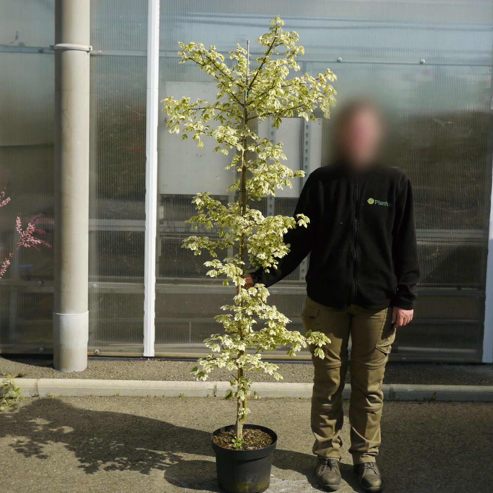 Maple, Field Variegated : buy Maple, Field Variegated / Acer campestre ...