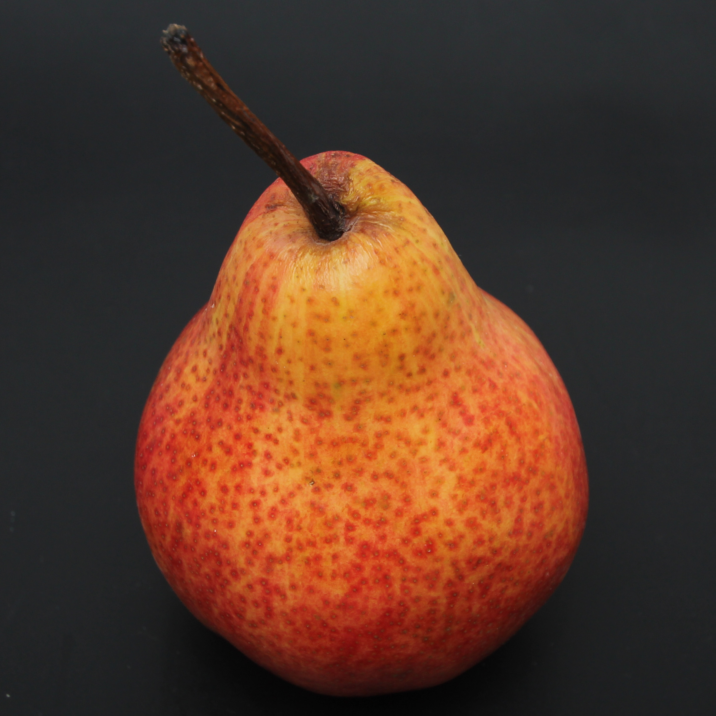 Pear tree, 'William's' red : buy Pear tree, 'William's' red / Pyrus ...