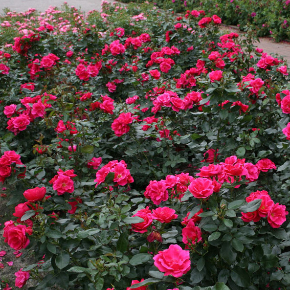 Rose 'Chabadabada' : buy Rose 'Chabadabada' / Rosa Chabadabada