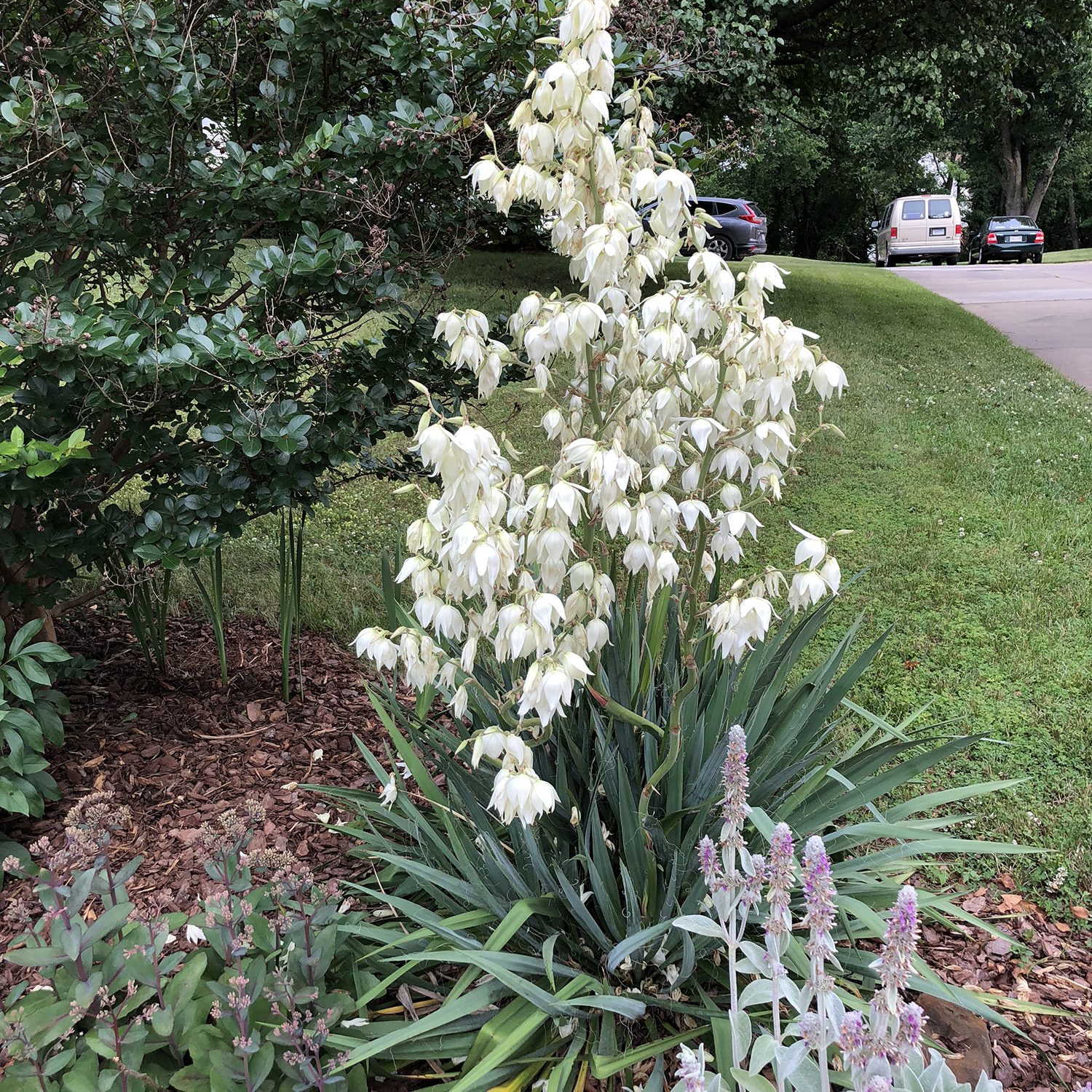 Yucca filamentosa, Adam's needle and thread : buy Yucca filamentosa ...