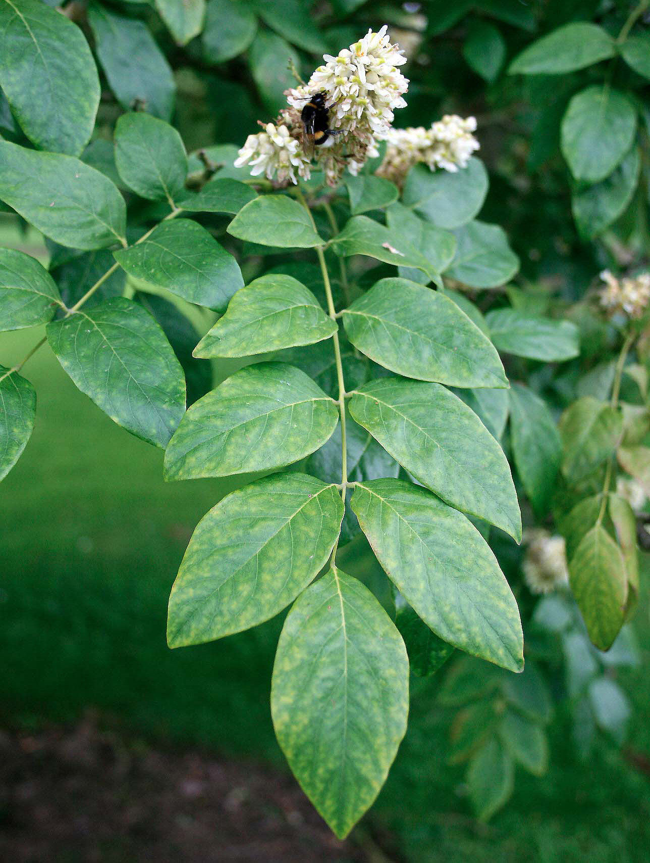 Amur Maackia : buy Amur Maackia / Maackia amurensis